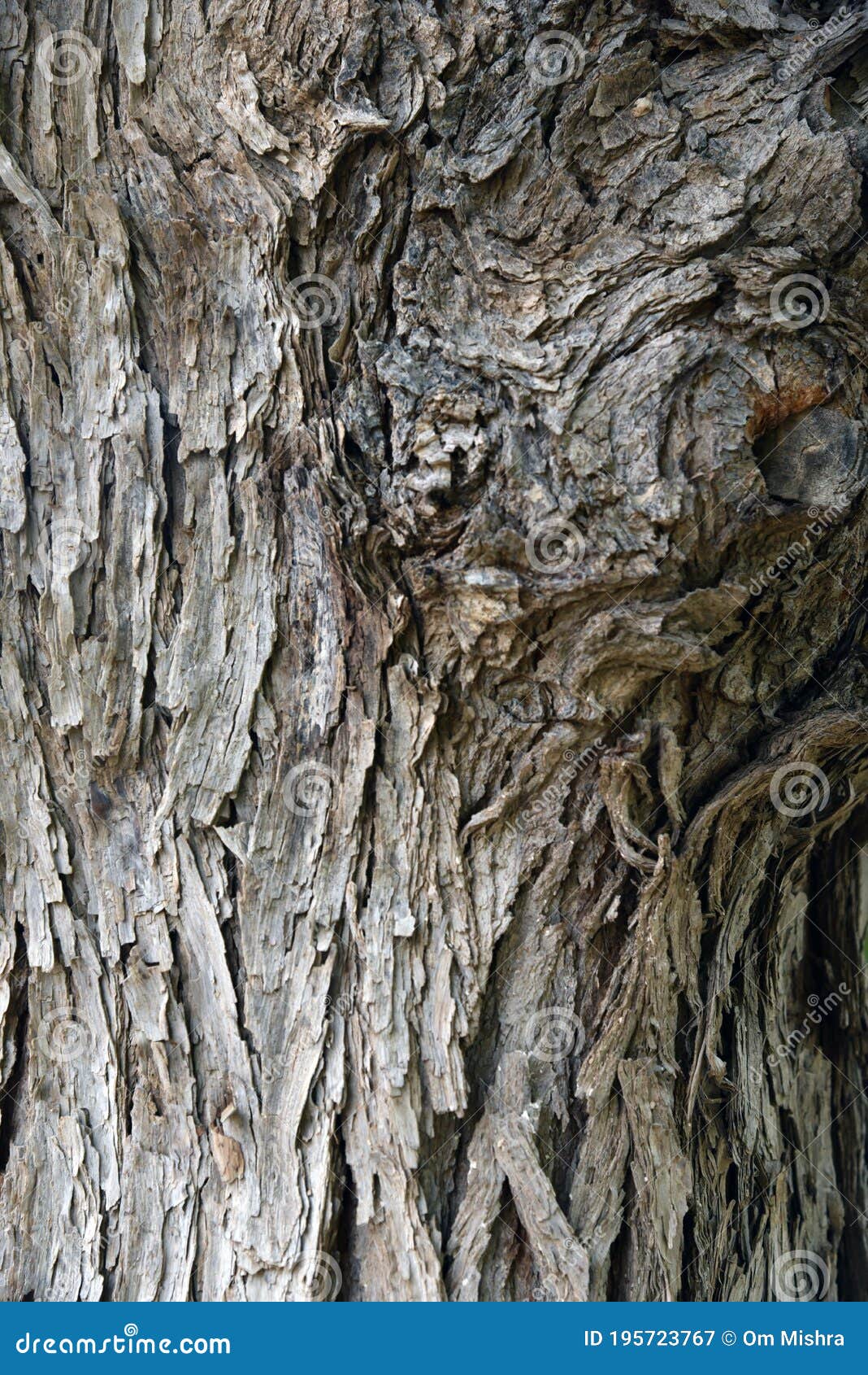 Picture of a Tree Trunk Structure Texture in Rural Area Stock Image ...