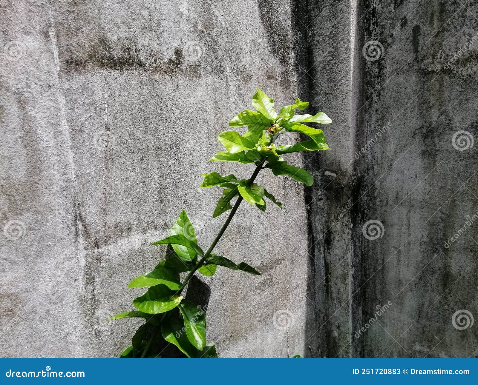 Picture of a Tree on the Wall Stock Image - Image of plant, green ...