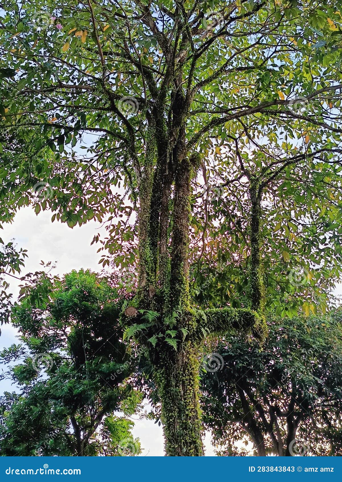 Picture of a Tree Whose Branches Have Been Overgrown with Creepers ...