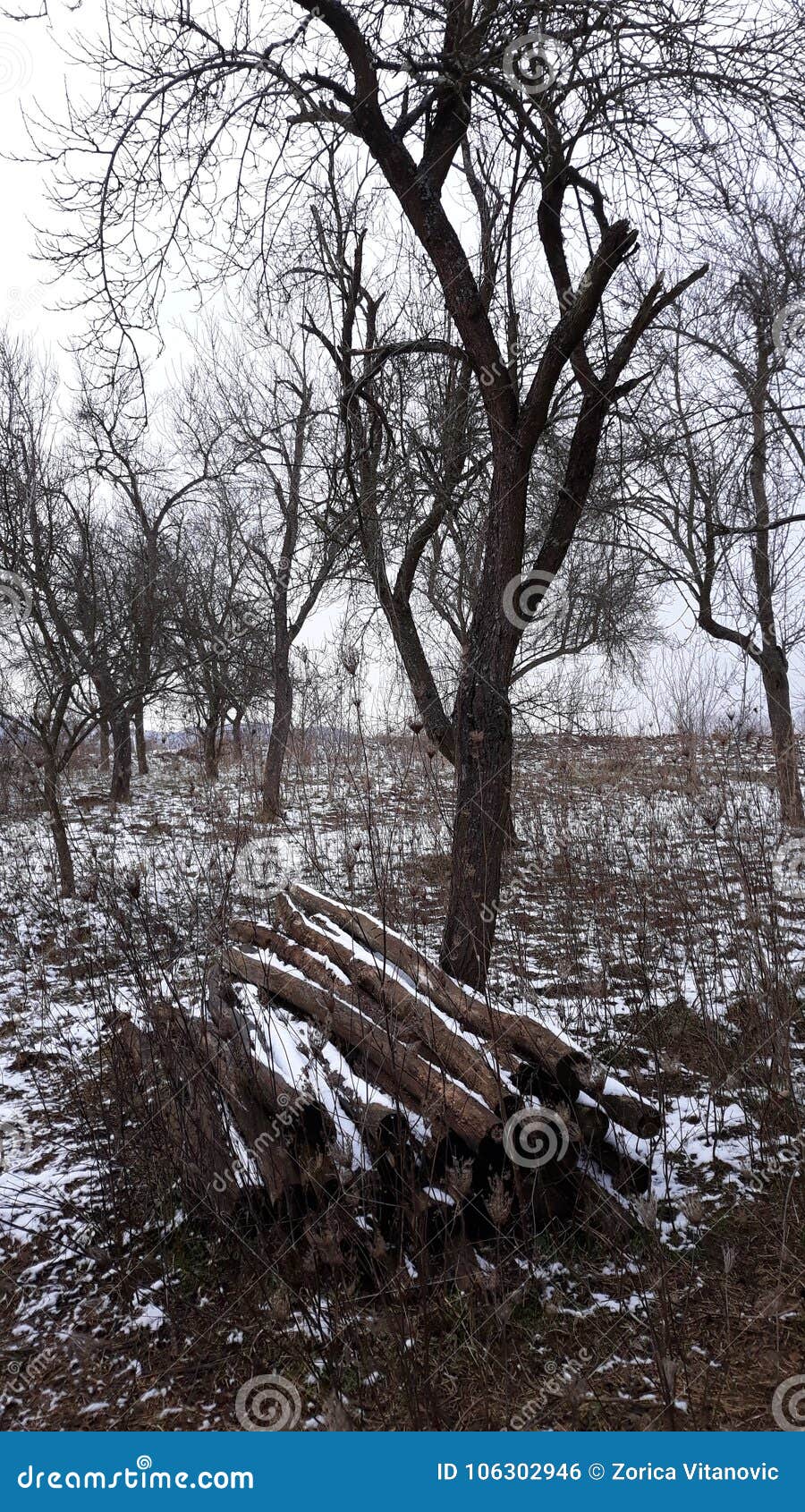 Tree in winter stock photo. Image of cold, trees, snow - 106302946