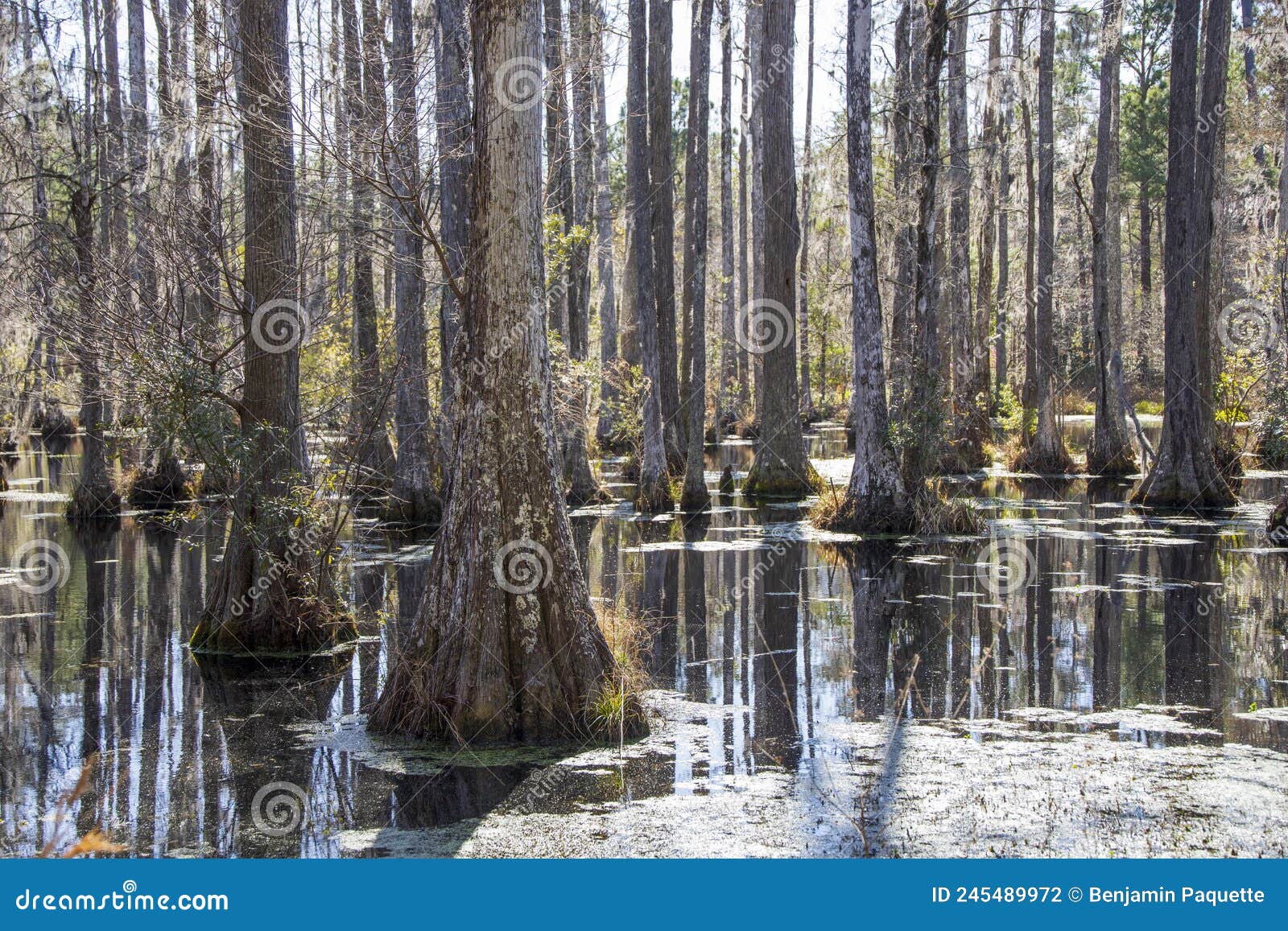 Trees with moss in a swamp stock photo. Image of bayou - 245489972