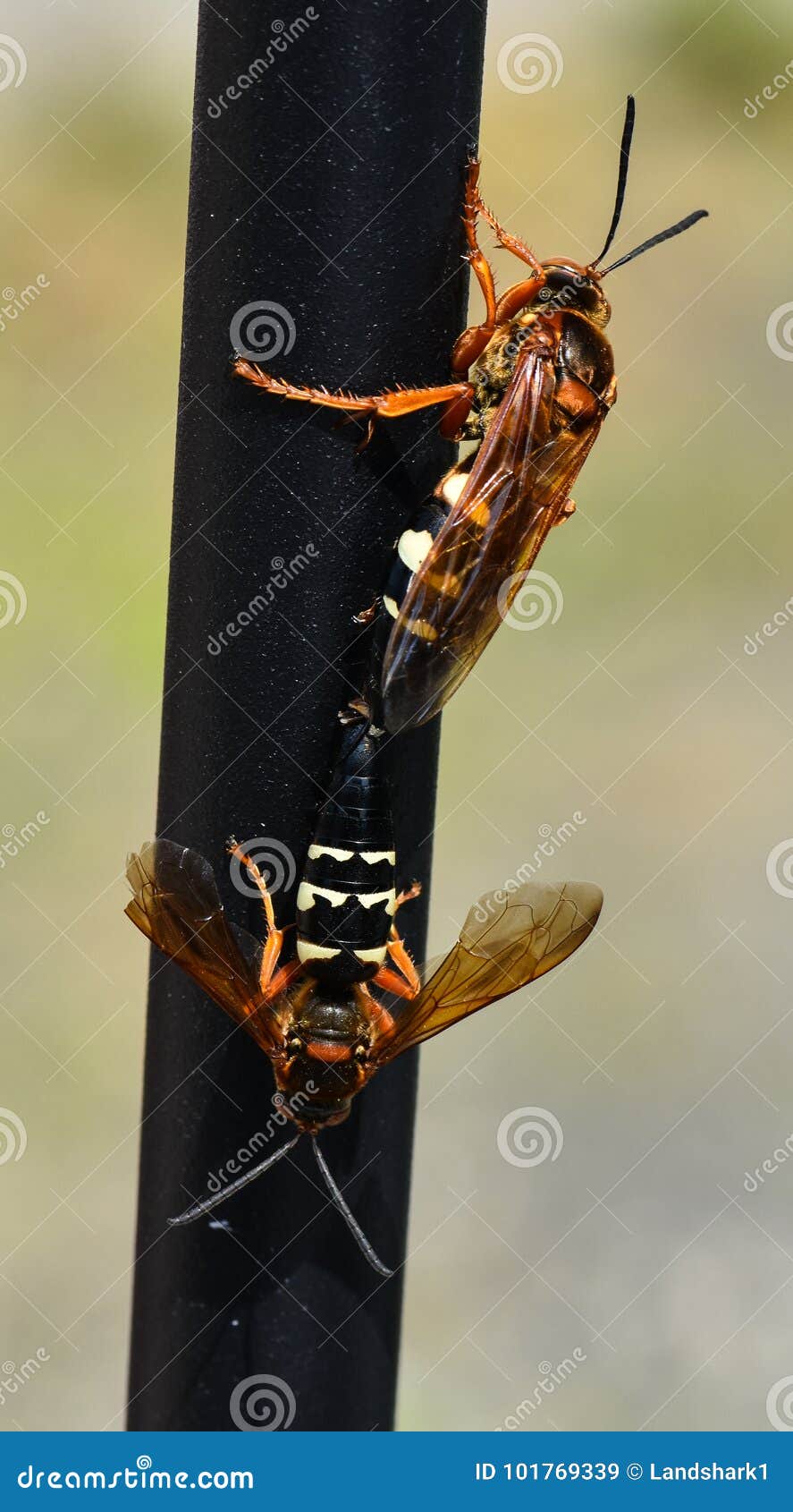 Two Cicada Killer Wasps, Sphecius Speciosus or Cicada Hawk, Mating ...