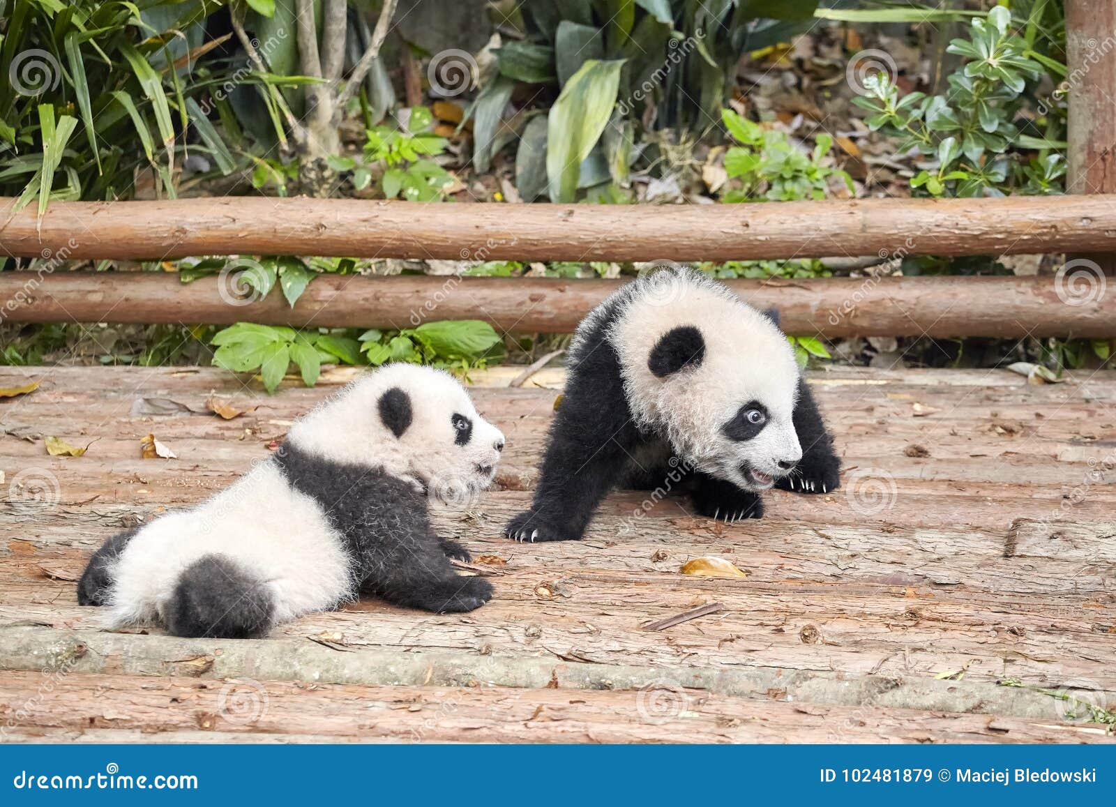 Picture of Two Cute Giant Pandas Stock Image - Image of wildlife, giant ...