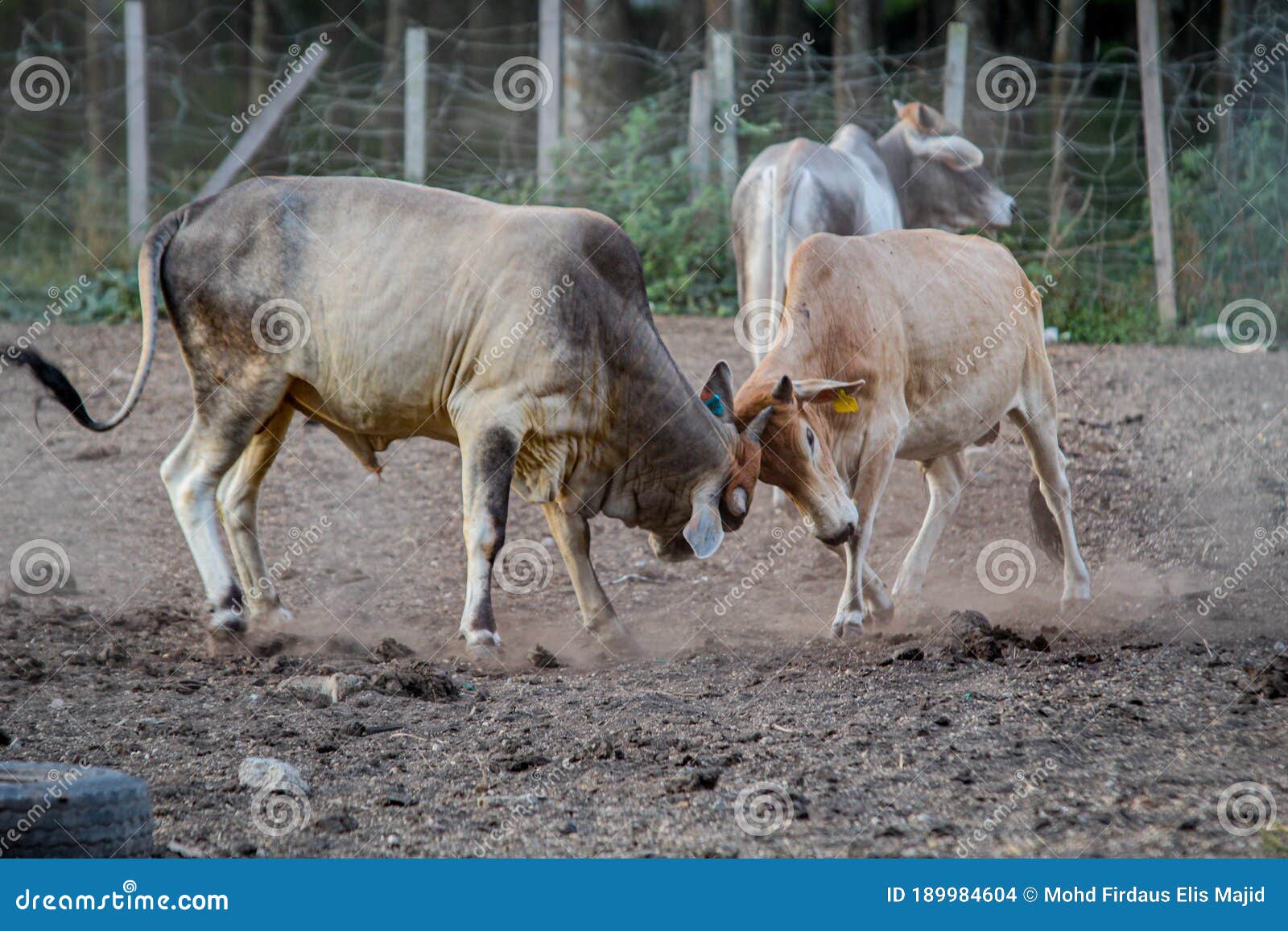 A Picture of Two Fighting Cows Stock Photo - Image of battle, farming ...