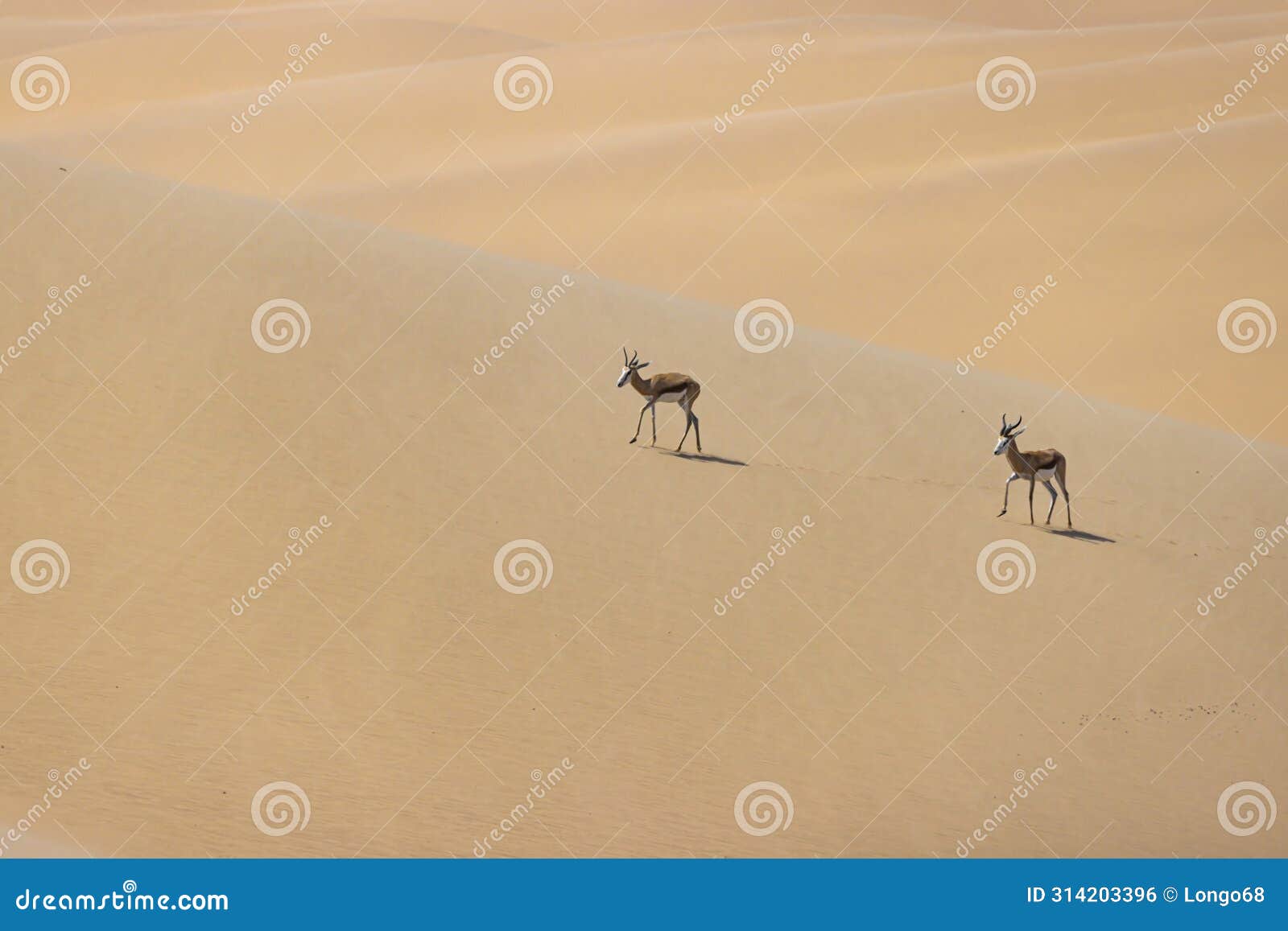 Picture of Two Springboks with Horns in on a Sand Dune in Namib Desert ...