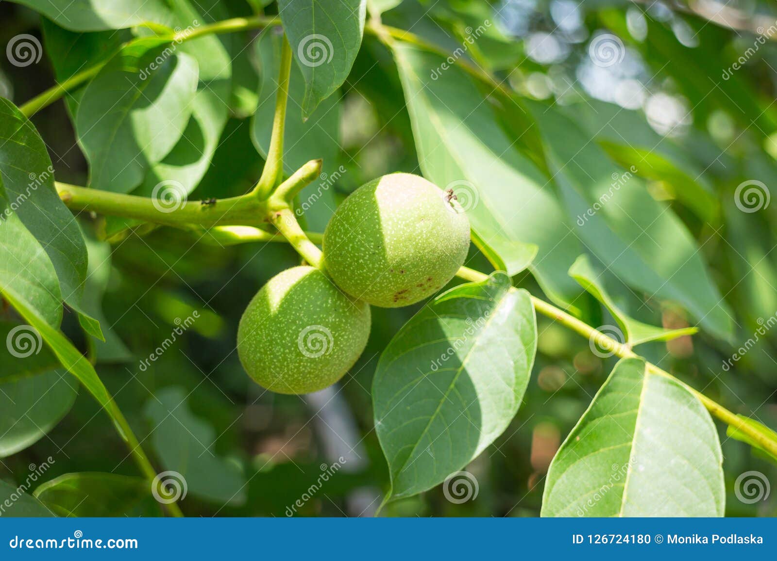 Picture of Unripe Green Walnut on Brunch Stock Photo - Image of ...