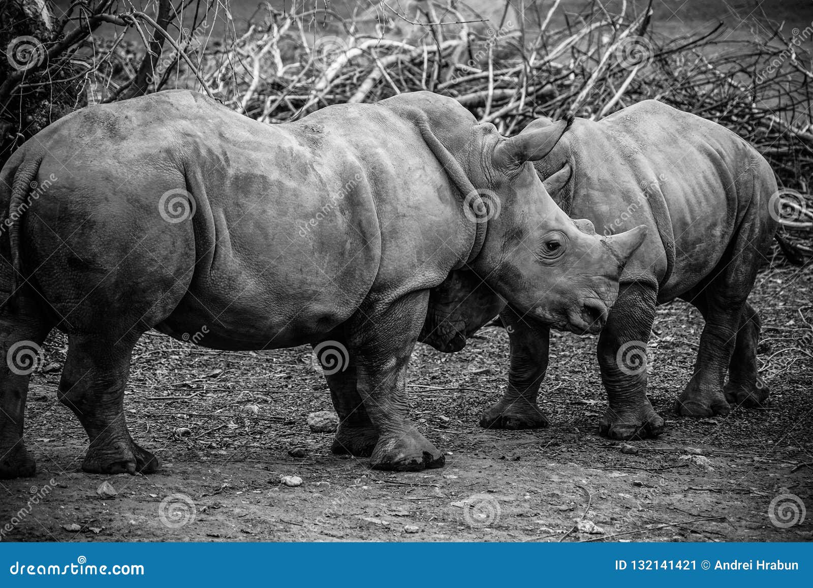 Picture of Two White Rhinos in the Wild Stock Image - Image of horn ...