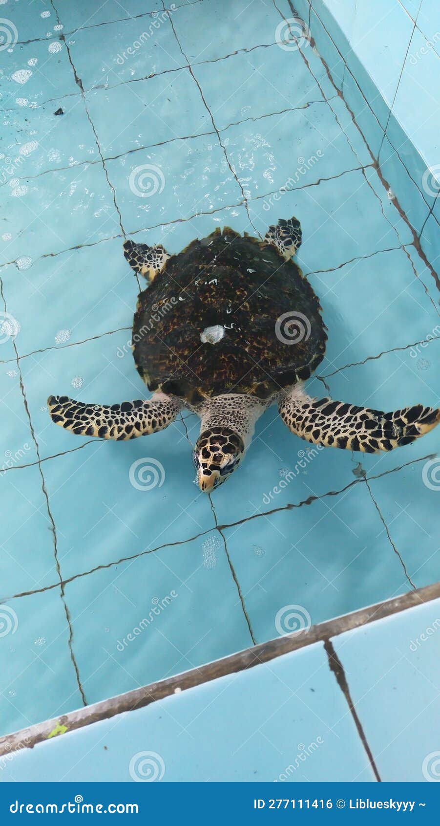 Picture of a Type of Turtle in a Conservation Area Stock Photo - Image ...