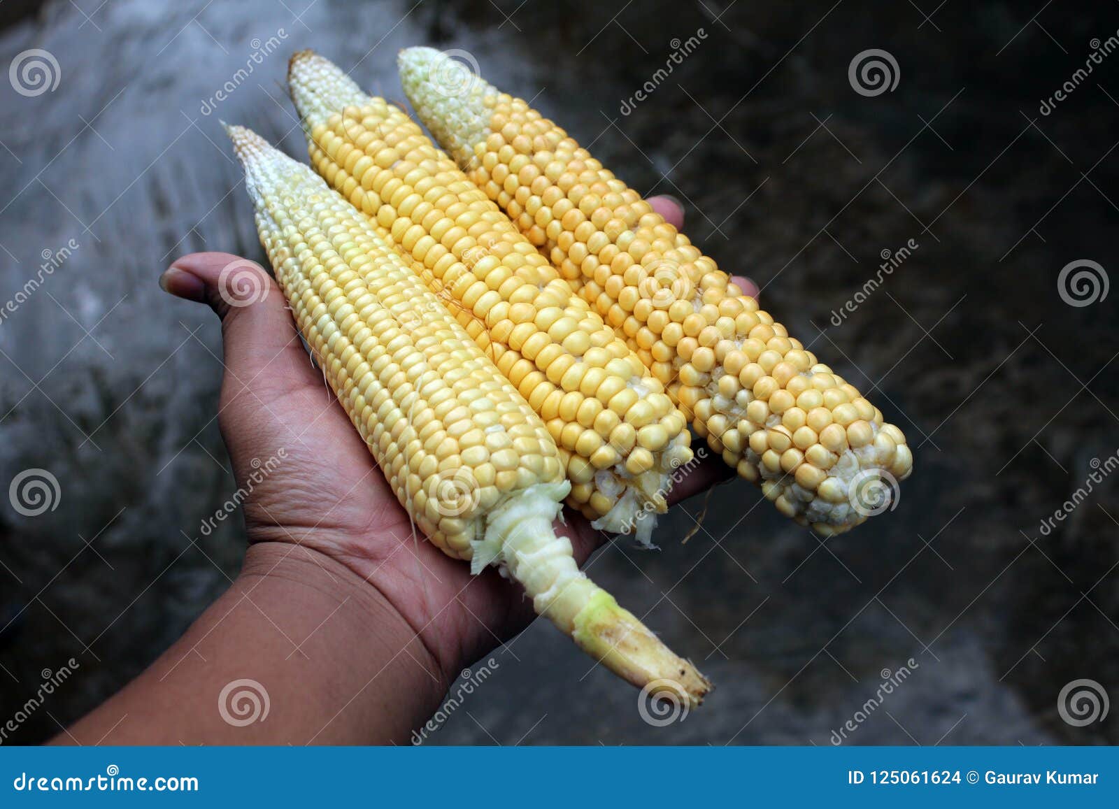 Corns stock photo. Image of captured, close, lines, handvery - 125061624