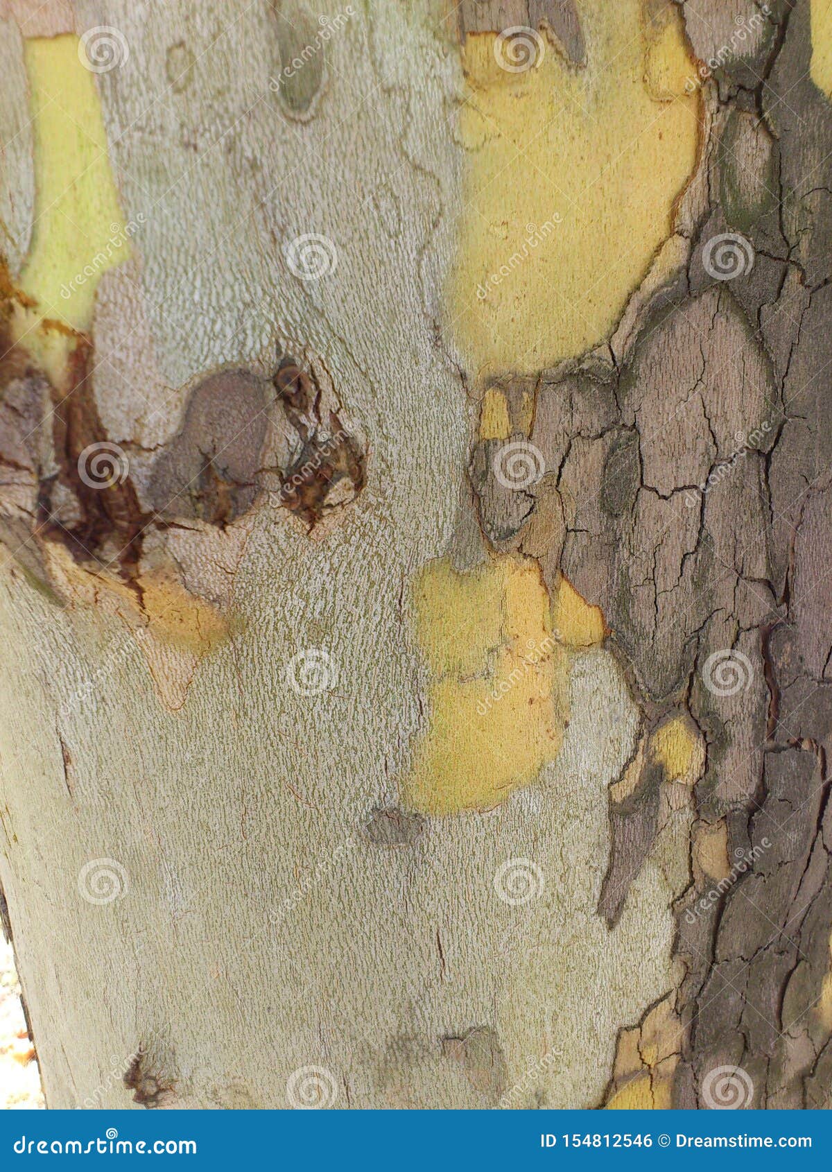 Picture VARIOUS COLOR BARK TREE Stock Photo - Image of color, drops ...