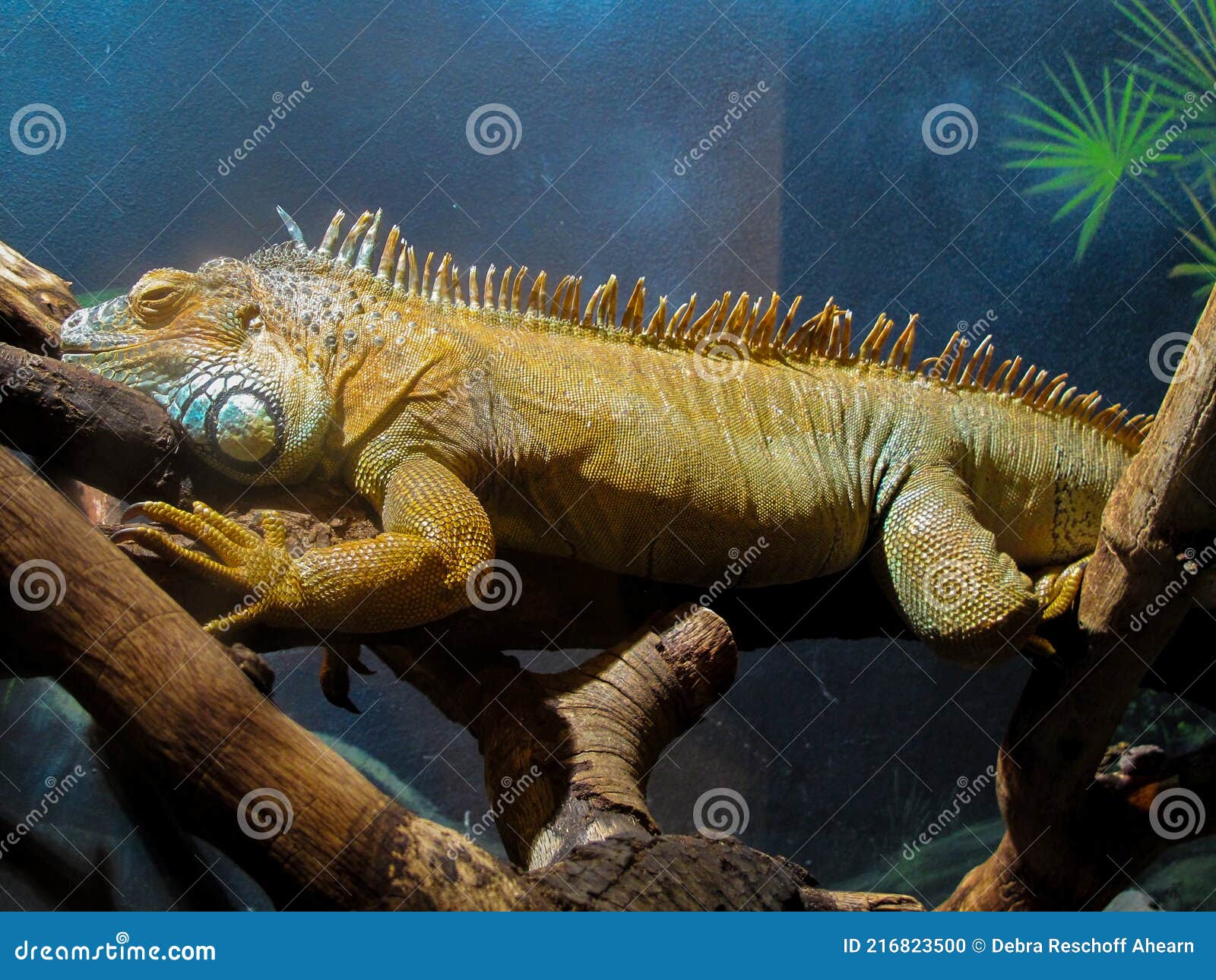 Big Iguana On A Tree Royalty-Free Stock Photography | CartoonDealer.com ...