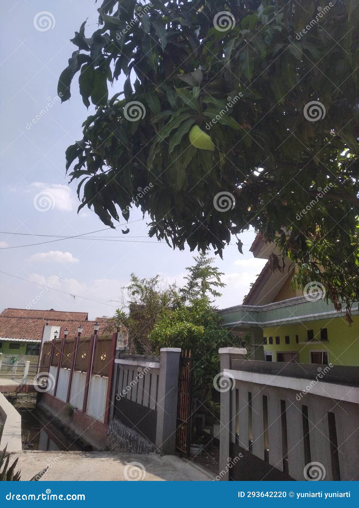 View Of Mango Tree Plantation With Ploughed Land In Foreground. Mango ...