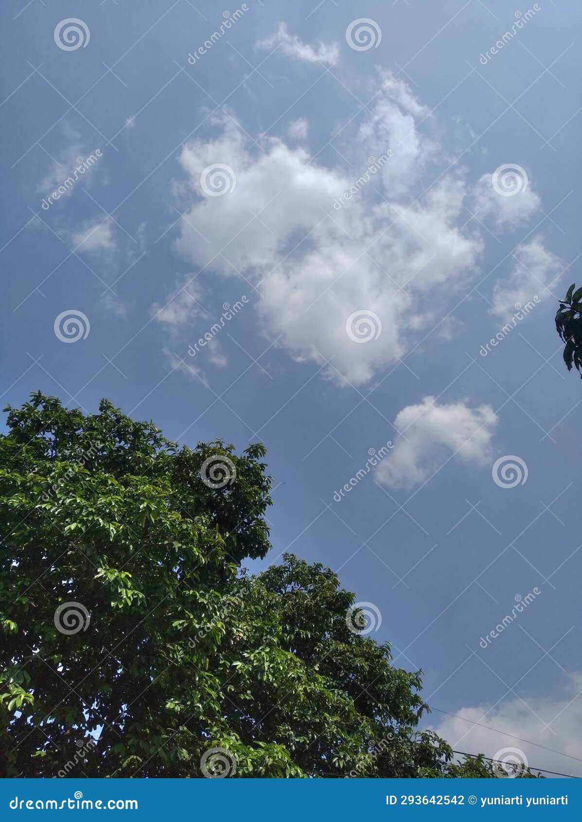 View Of Mango Tree Plantation With Ploughed Land In Foreground. Mango ...