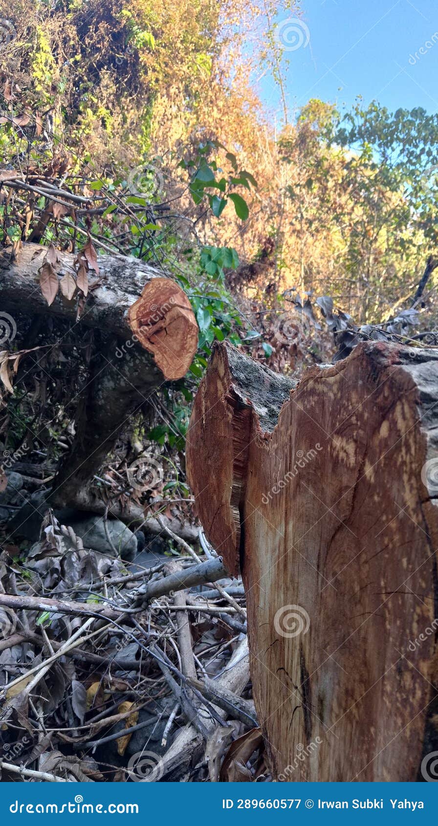 TREE LOGGING stock image. Image of logging, tree, destruction - 289660577