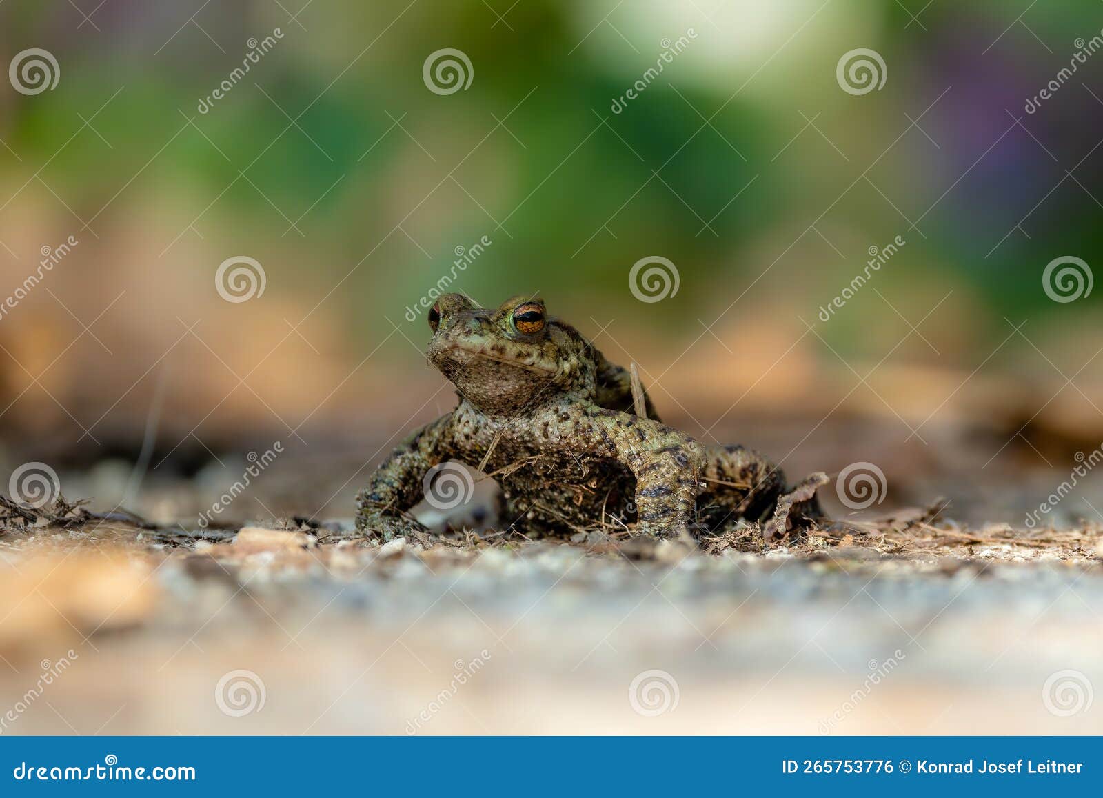 Common Toad during Toad Migration at a Sunny Day in Spring. Stock Photo ...