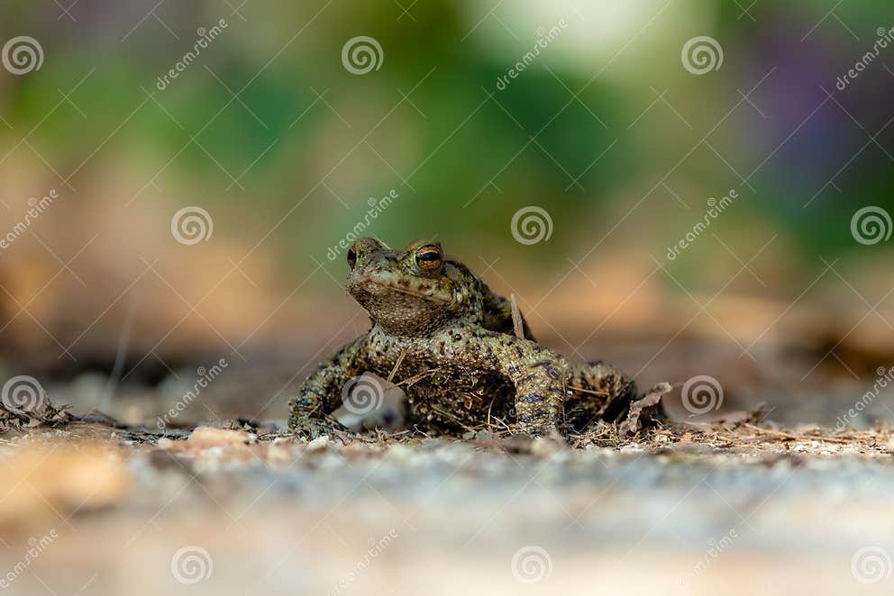 Common Toad during Toad Migration at a Sunny Day in Spring. Stock Photo ...