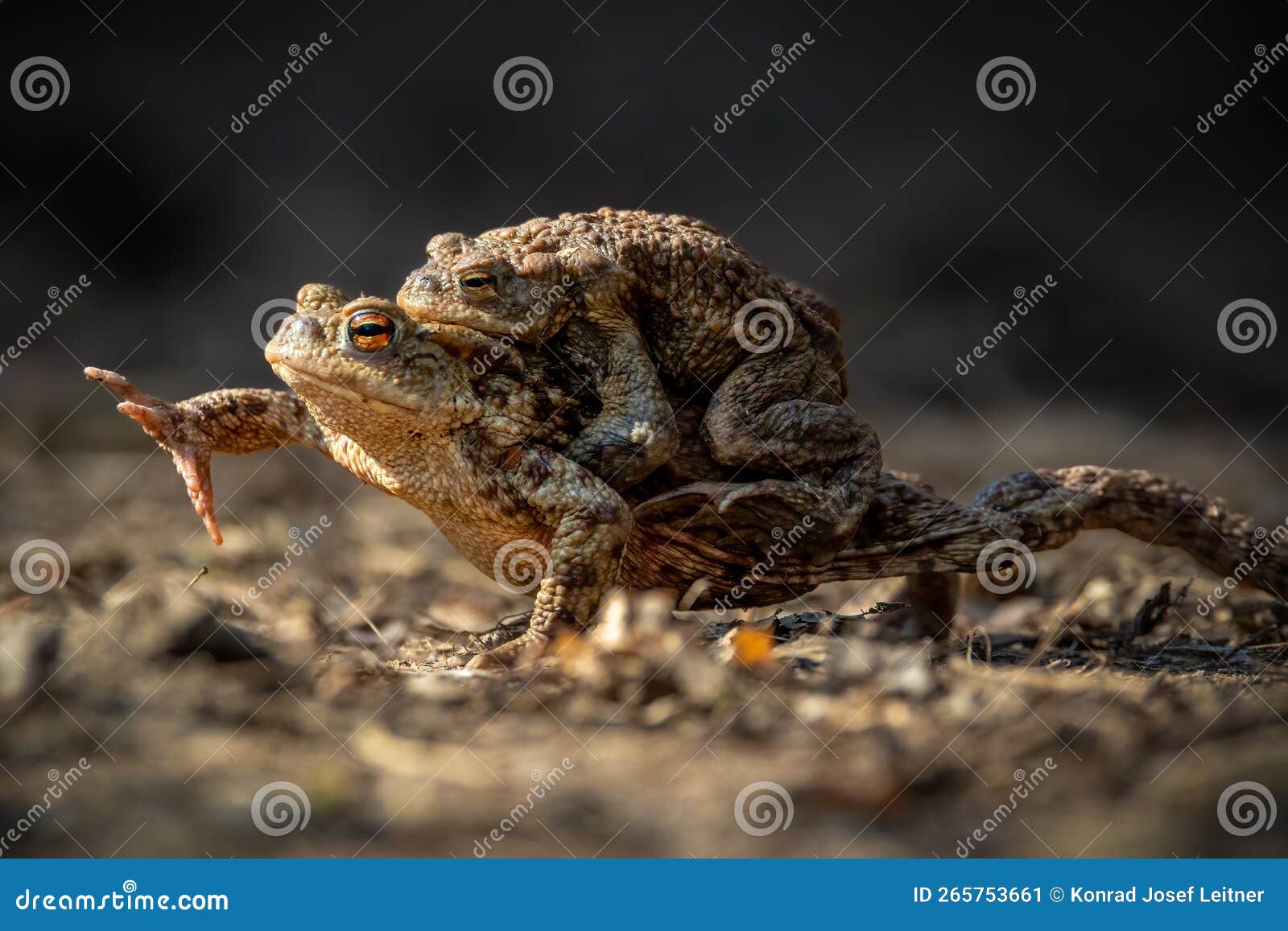 Female Toad Carrying a Male Toad during Toad Migration at a Sunny Day ...