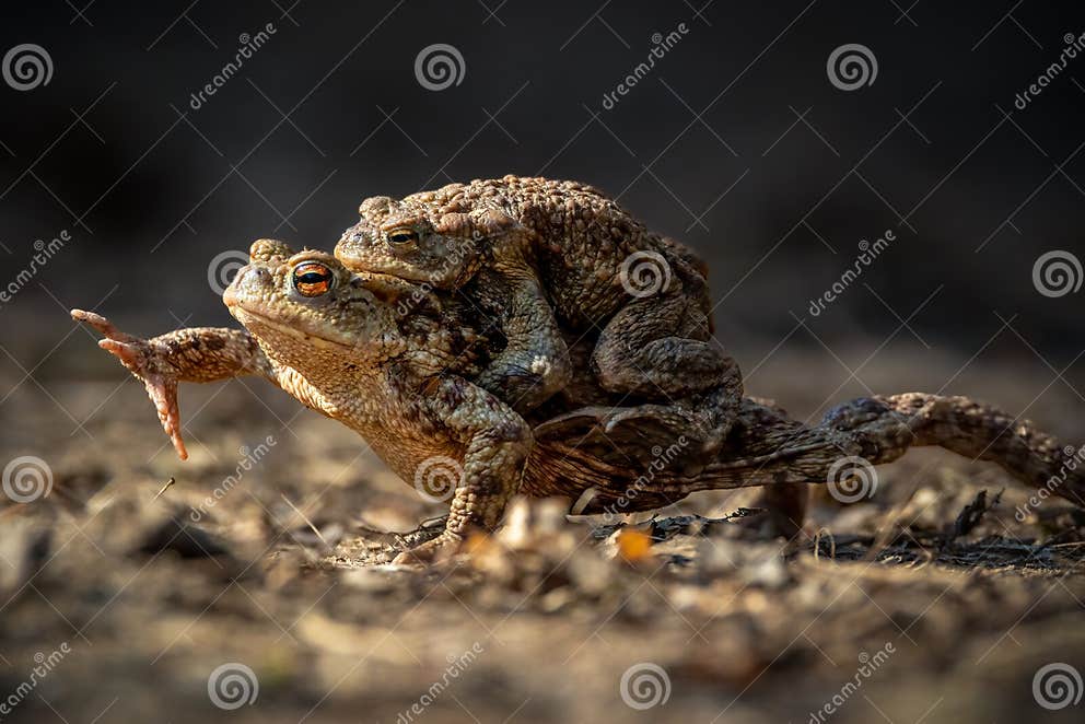 Female Toad Carrying a Male Toad during Toad Migration at a Sunny Day ...