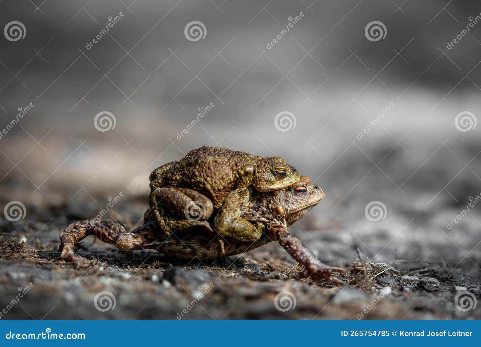 Female Toad Carrying a Male Toad during Toad Migration at a Sunny Day ...