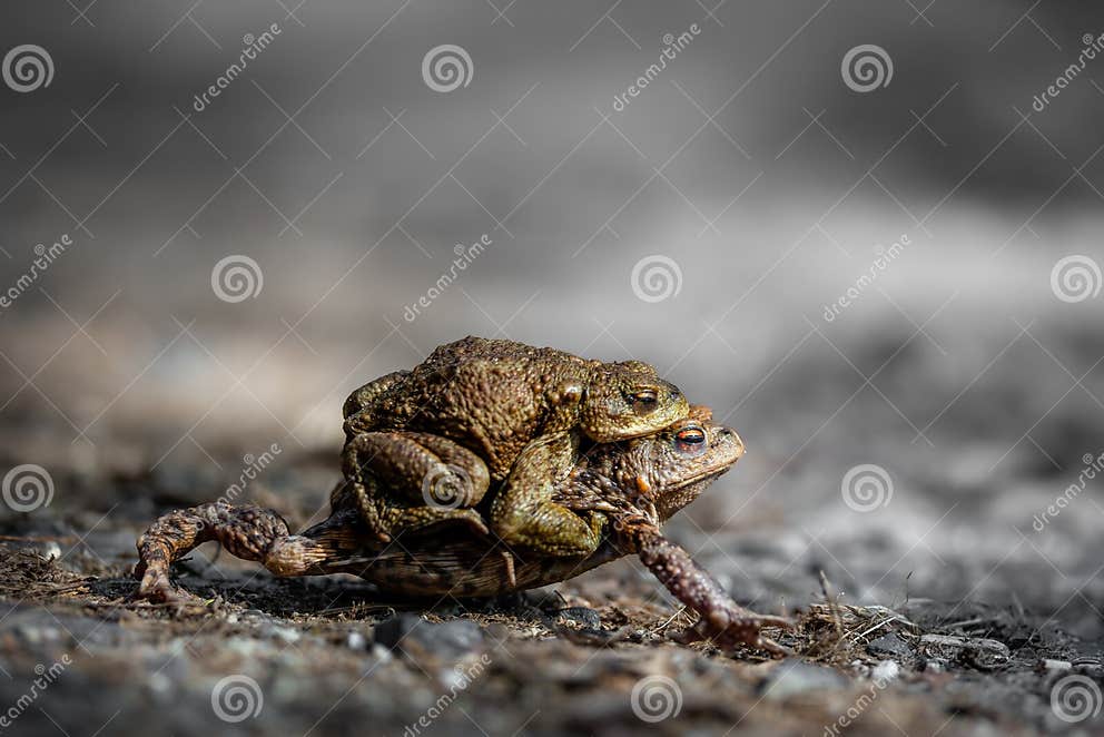 Female Toad Carrying a Male Toad during Toad Migration at a Sunny Day ...