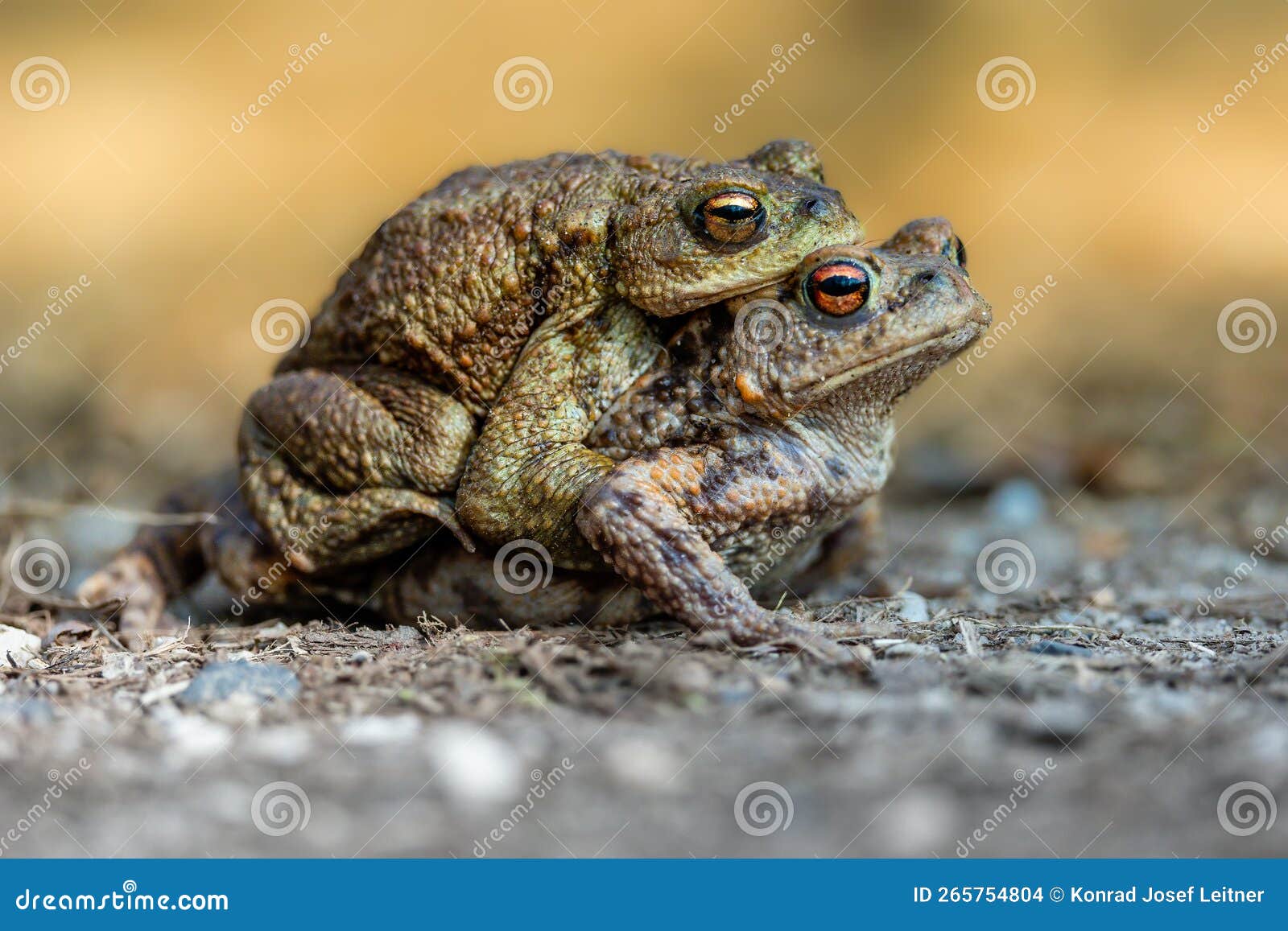 Female Toad Carrying a Male Toad during Toad Migration at a Sunny Day ...
