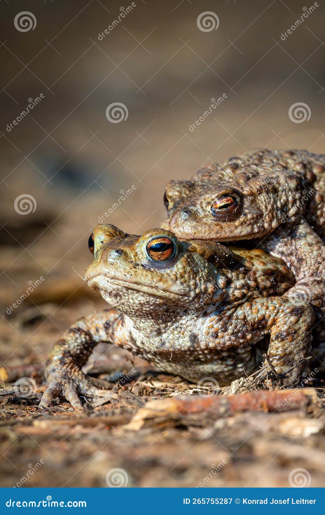 Female Toad Carrying a Male Toad during Toad Migration at a Sunny Day ...
