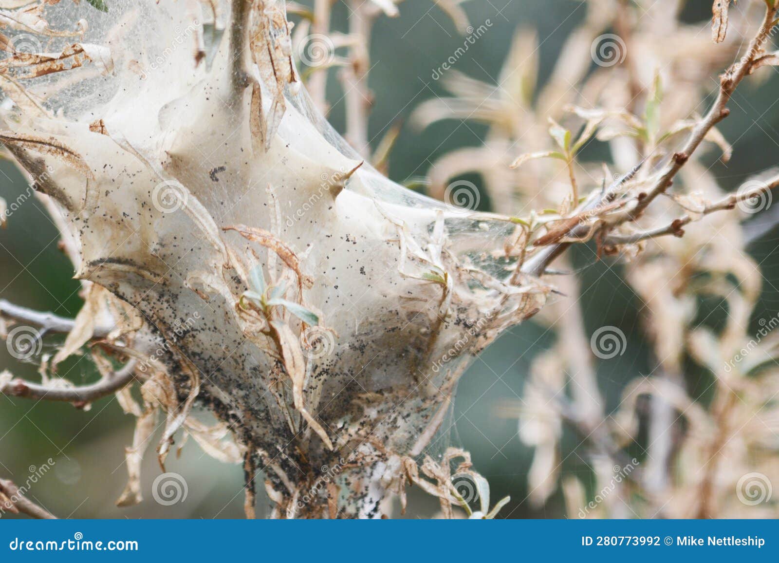 Picture of the Web of the Brown Tail Moth at Spurn Point UK Stock Photo ...