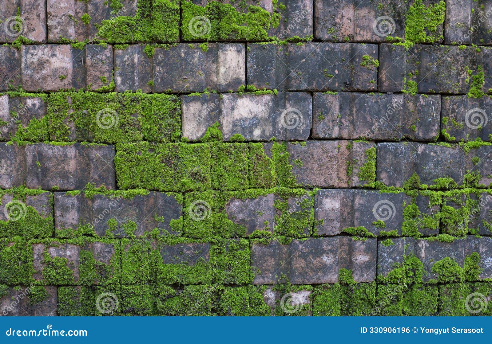 The Picture of a Weed Tree on an Old Brick Wall Stock Photo - Image of ...