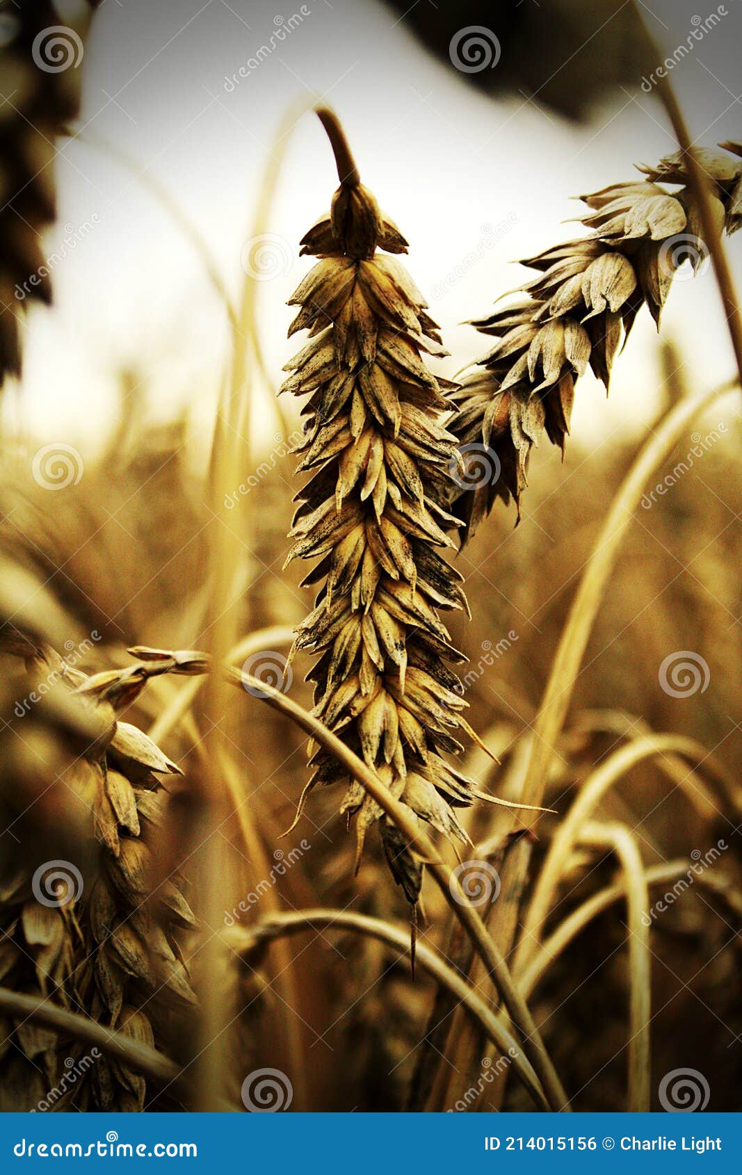 Picture of wheat stock photo. Image of sunlight, wheat - 214015156