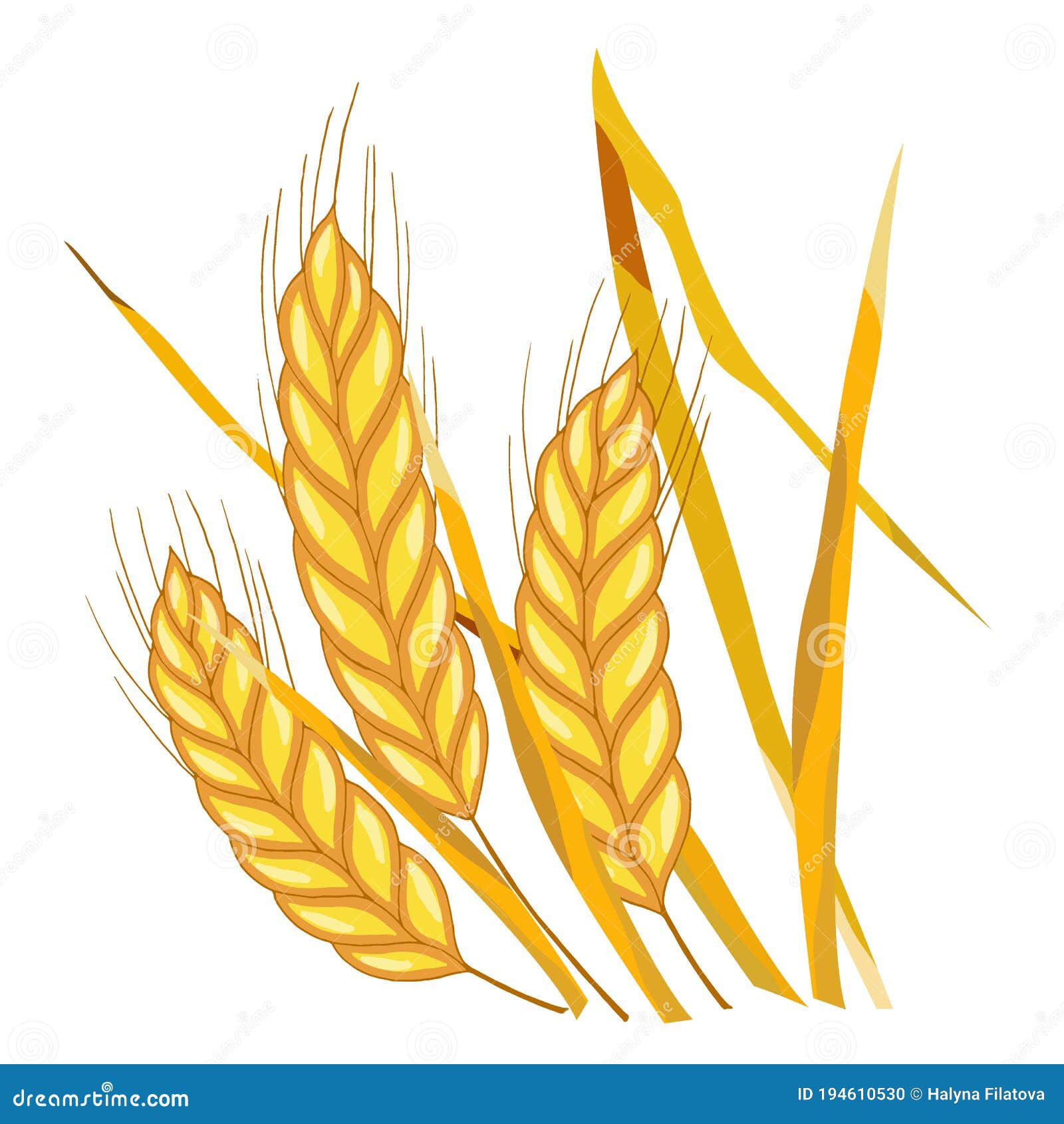 1380 Wheat, Picture of Wheat, Stems with Grains, Vector Illustration ...