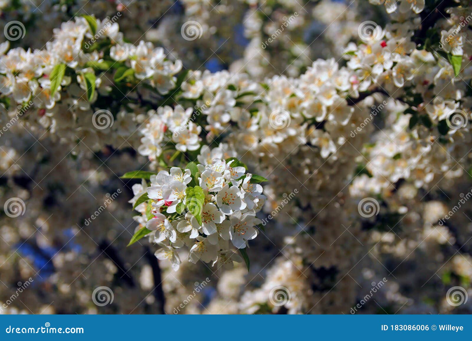 Picture of White Blooming Trees in Spring Stock Photo - Image of rail ...