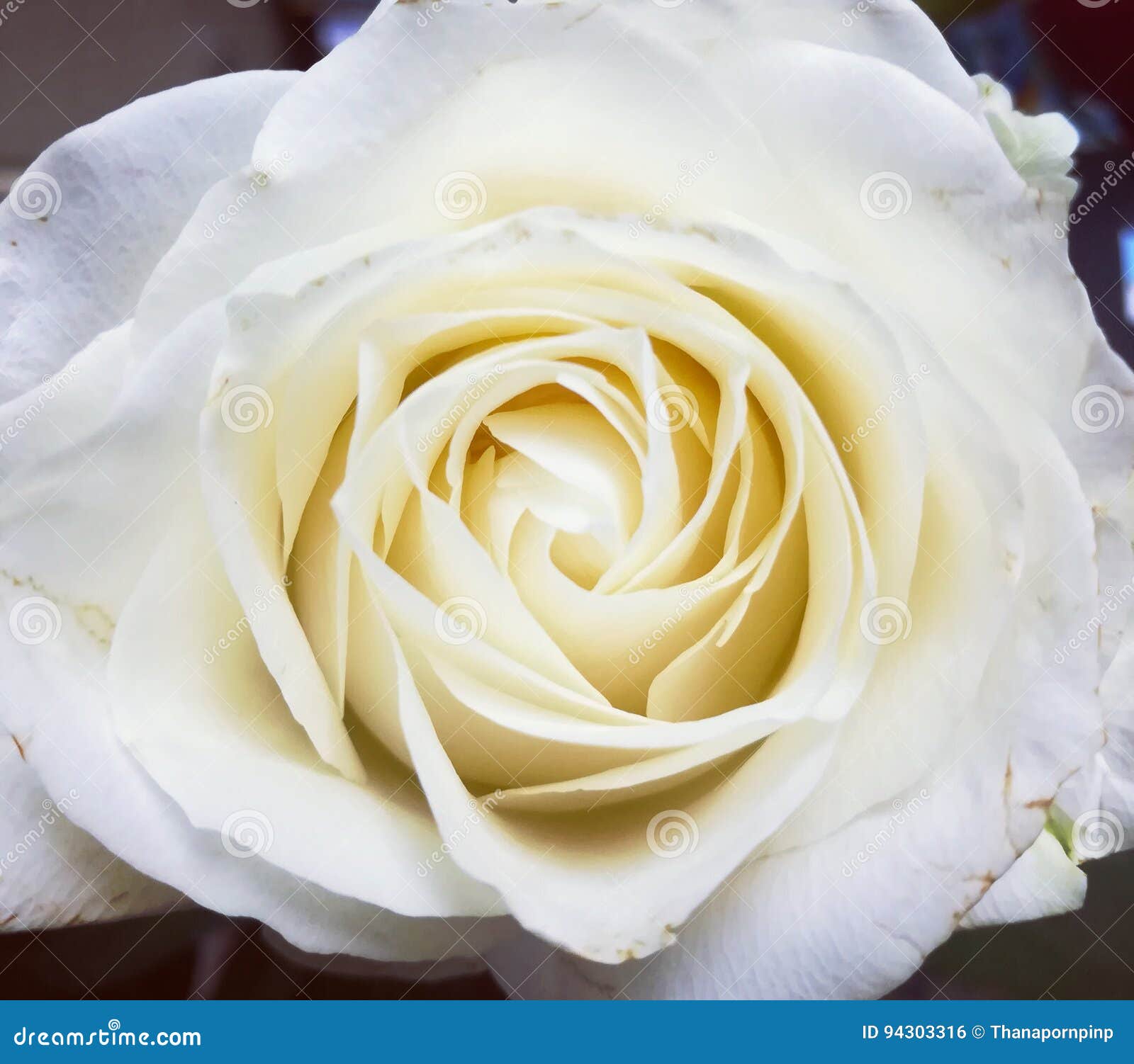 Picture of white rose stock photo. Image of decoration - 94303316