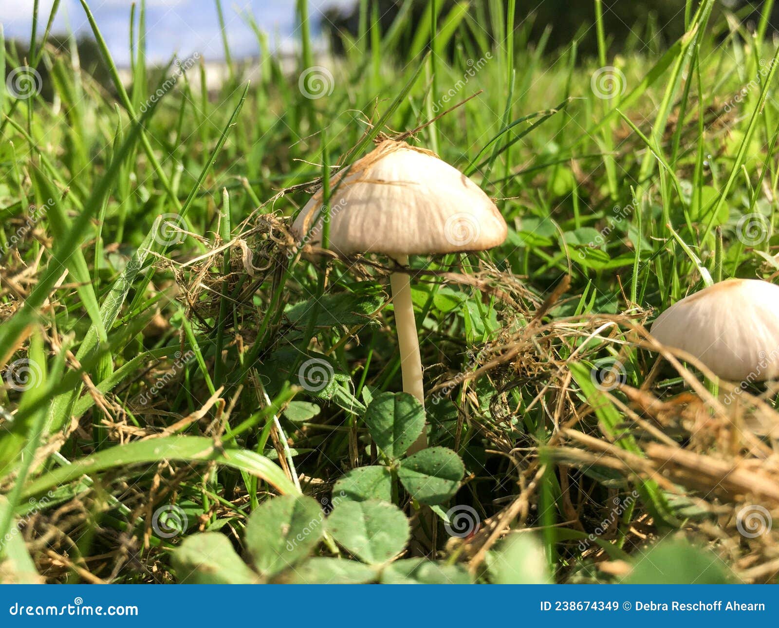 White Toadstool In The Woods Royalty-Free Stock Photo | CartoonDealer ...