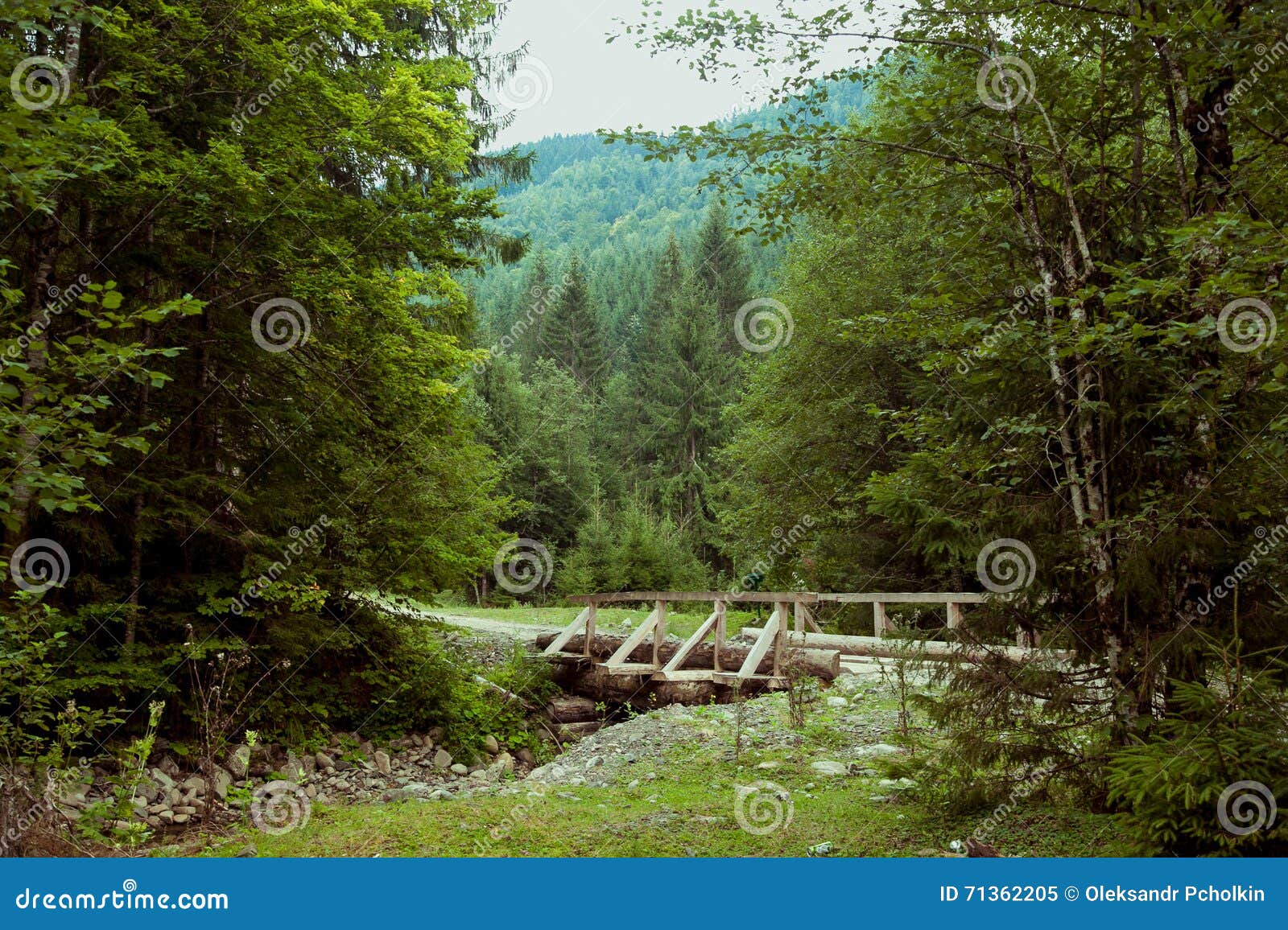 Picture of a Wild Forest with a Bridge Stock Image - Image of nature ...