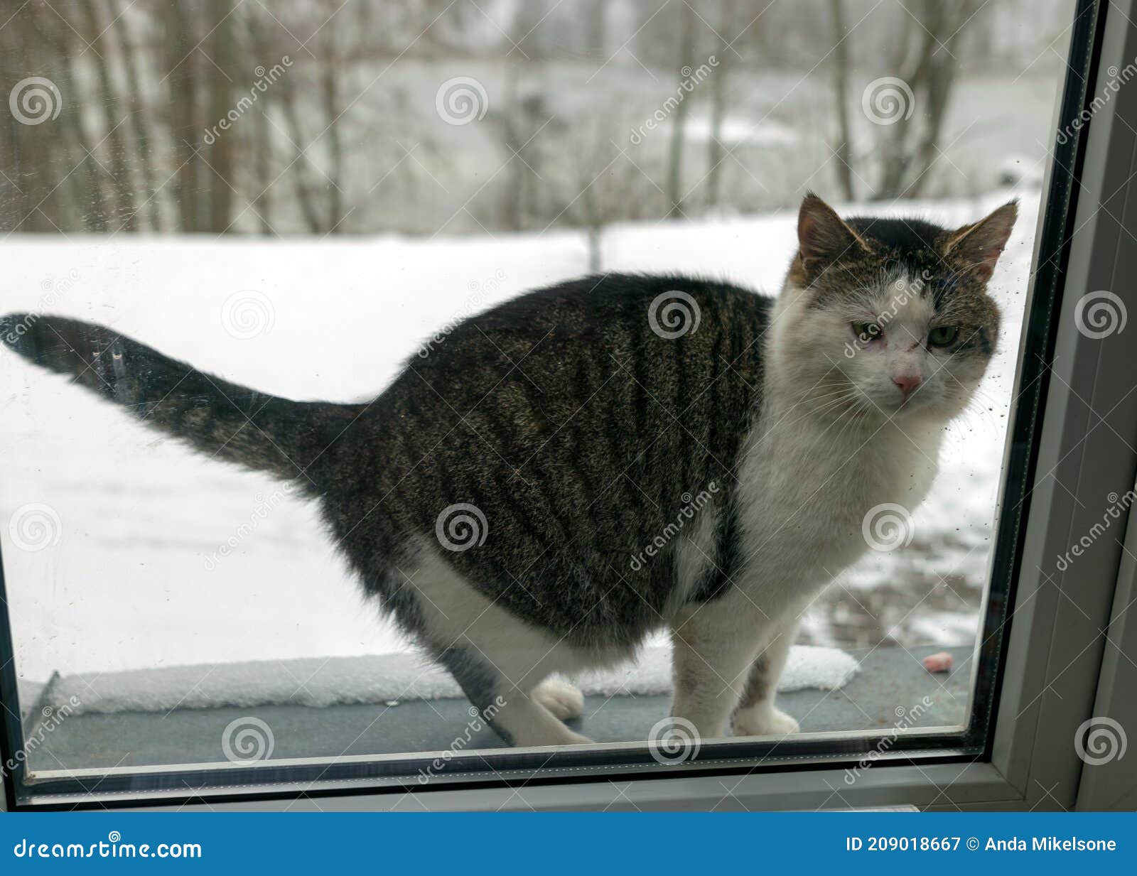 Picture with Window Motley Tomcat Sitting Behind the Window Blurred ...