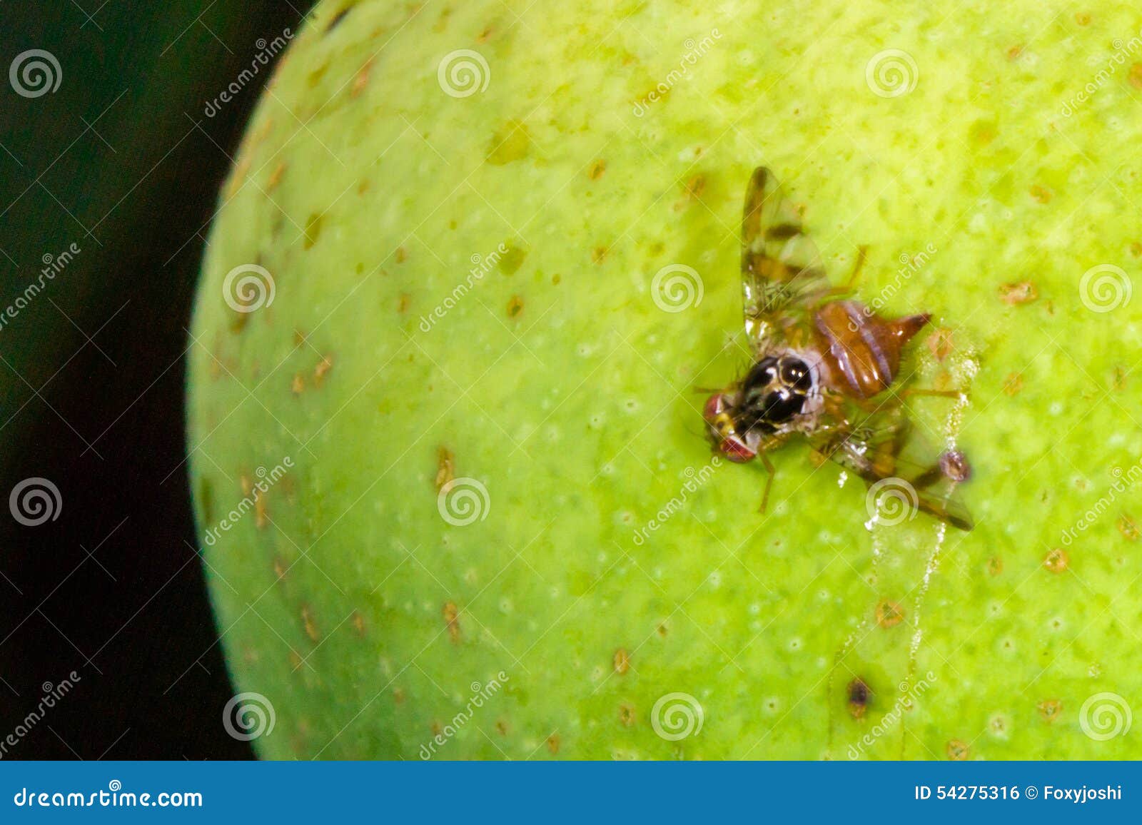 A Picture Wing Fly stock photo. Image of wildlife, macro - 54275316