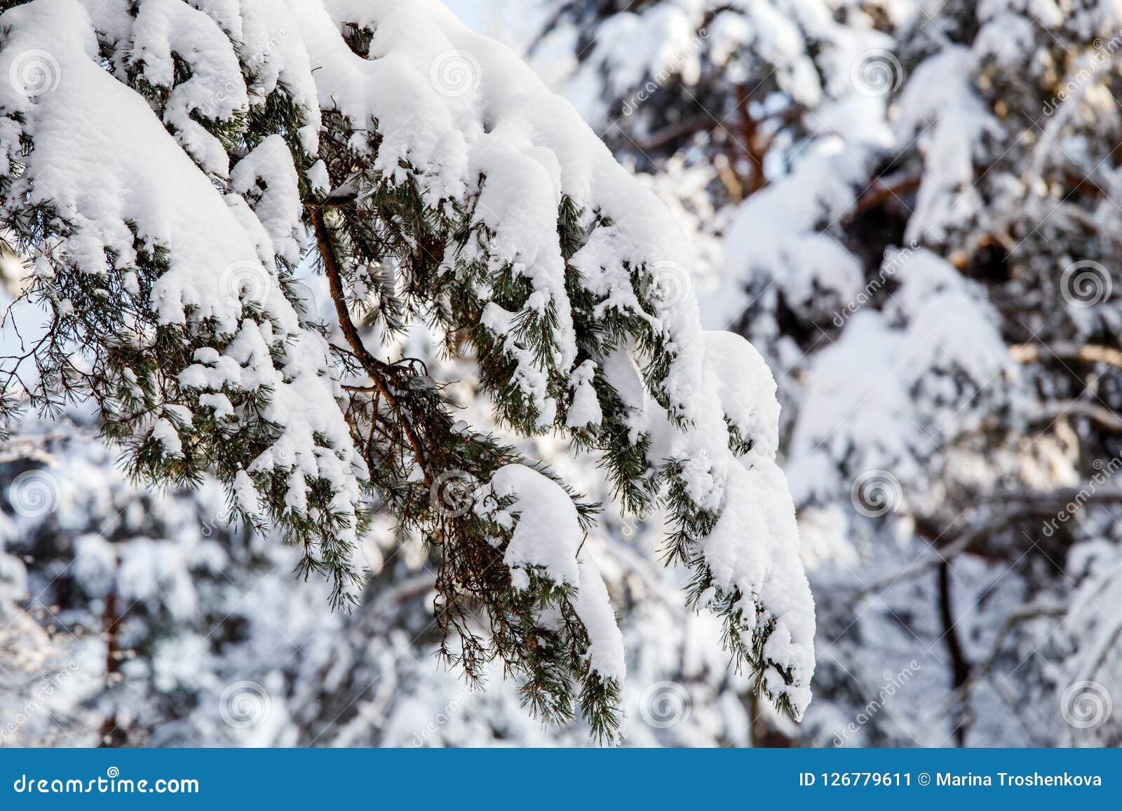 Picture of Winter Trees with Snow and Blue Sky Stock Image - Image of ...