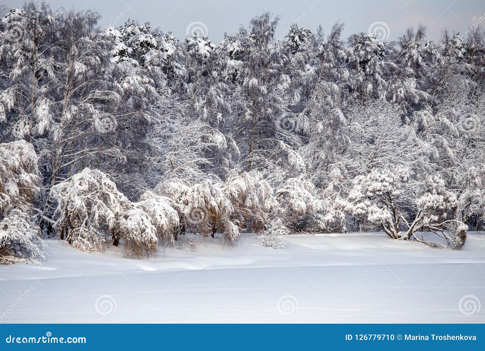 Picture of Winter Trees with Snow and Blue Sky Stock Photo - Image of ...