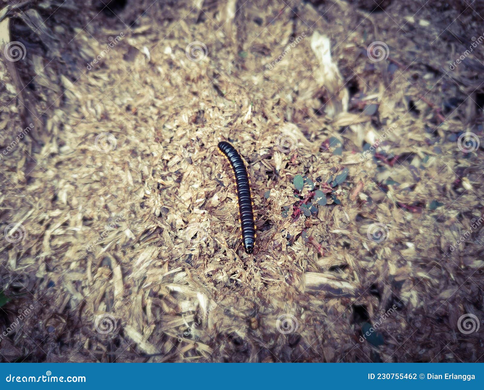 Picture of a Worm on the Ground Stock Photo - Image of insect, rock ...