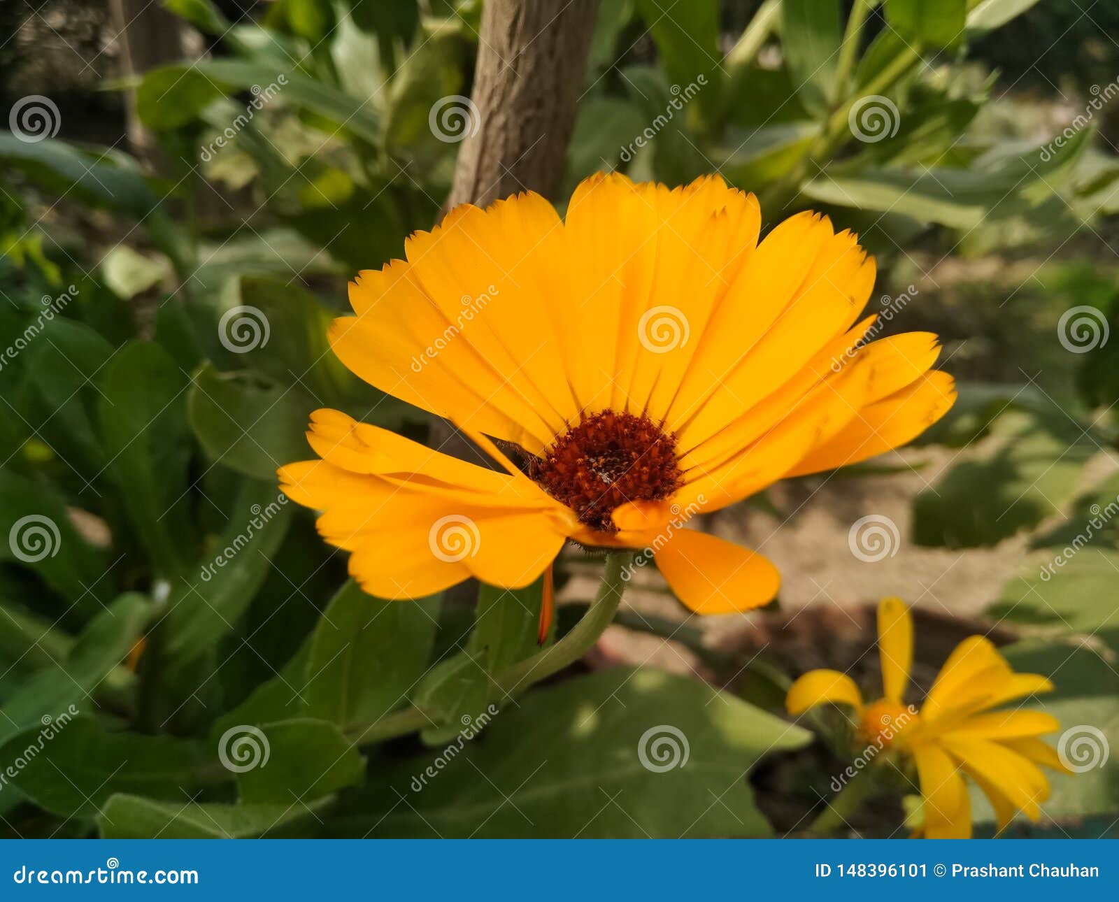 A picture of yallow flower stock image. Image of abstract - 148396101