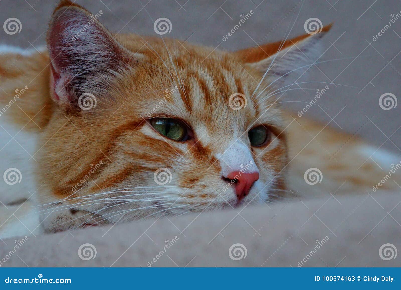 Yellow tabby cat eyes stock image. Image of backgrounds - 100574163