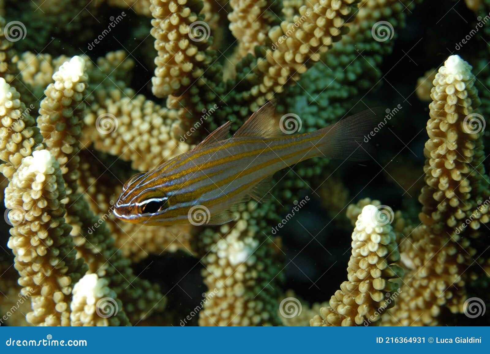 A Picture of a Yellowstriped Cardinalfish Stock Image - Image of papua ...
