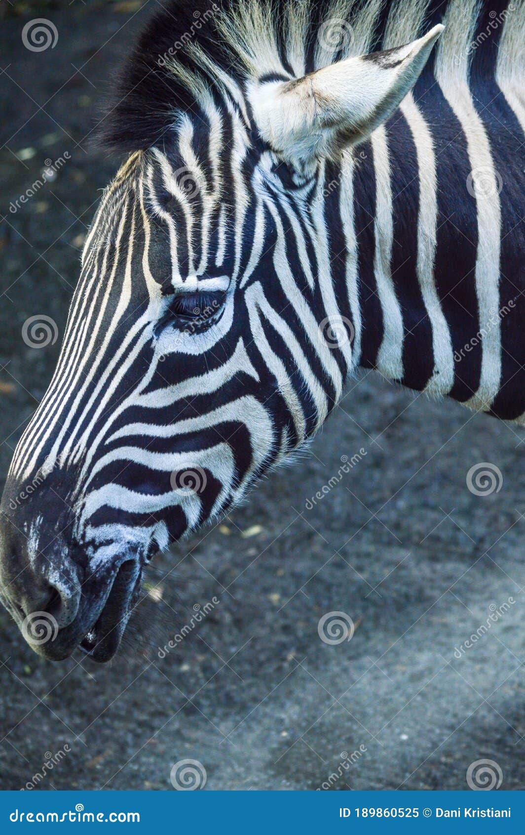 Picture of Zebra Face Close Up Stock Image - Image of head ...