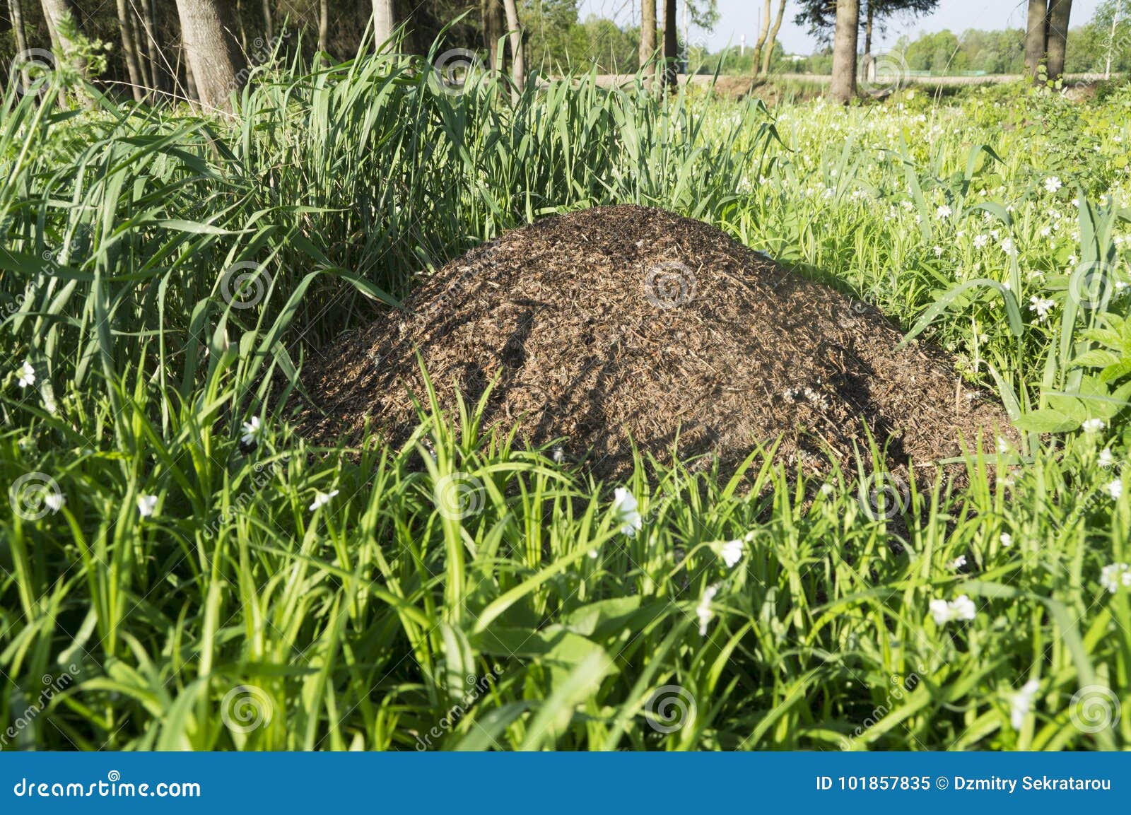 Anthill in the grass stock image. Image of green, hill - 101857835