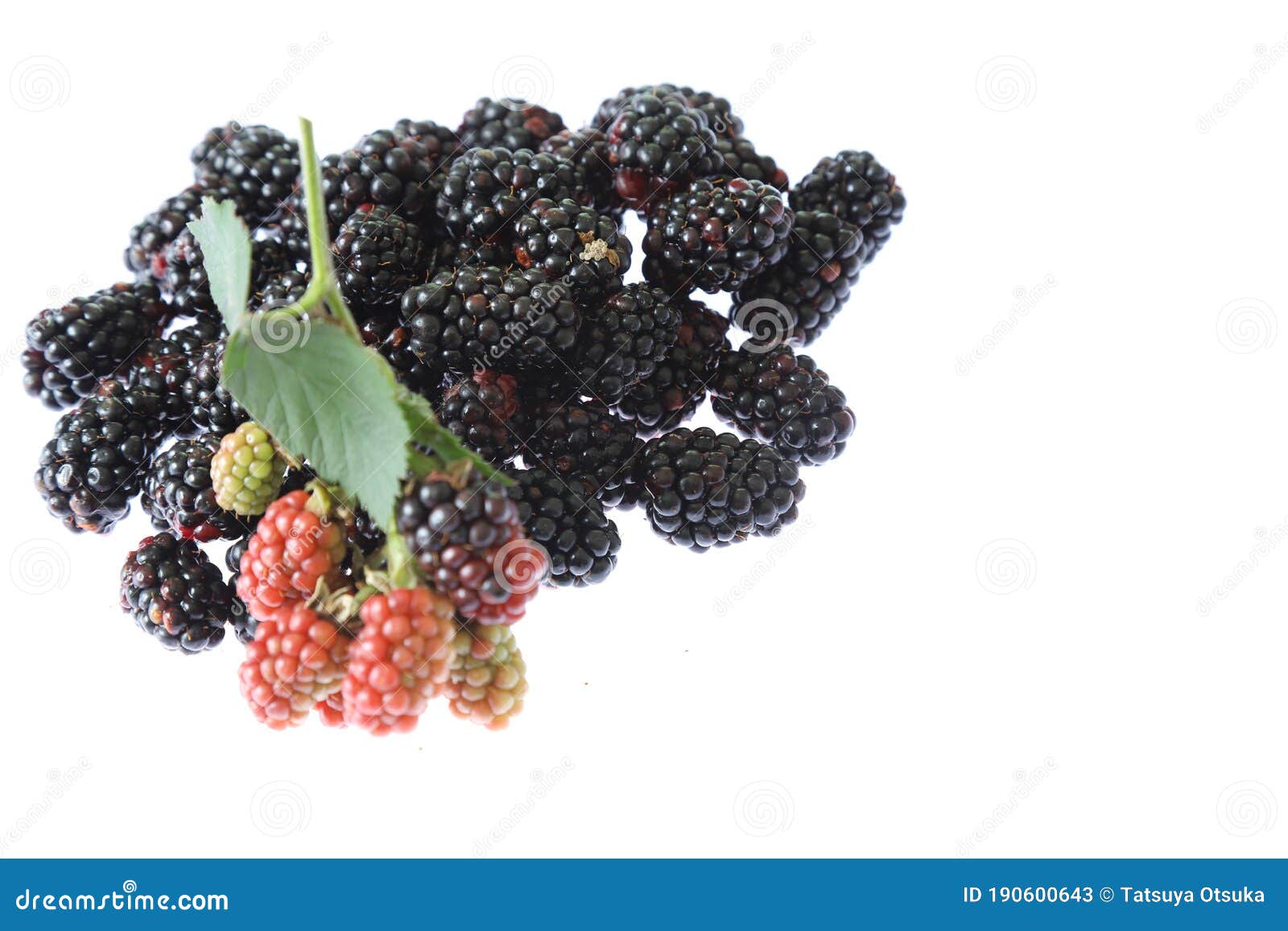 Blackberries in a White Background Stock Image - Image of isolated ...