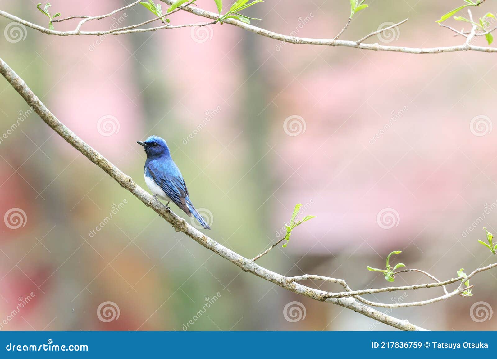 A Blue Bird on the Branch of Tree Stock Image - Image of leaf, white ...