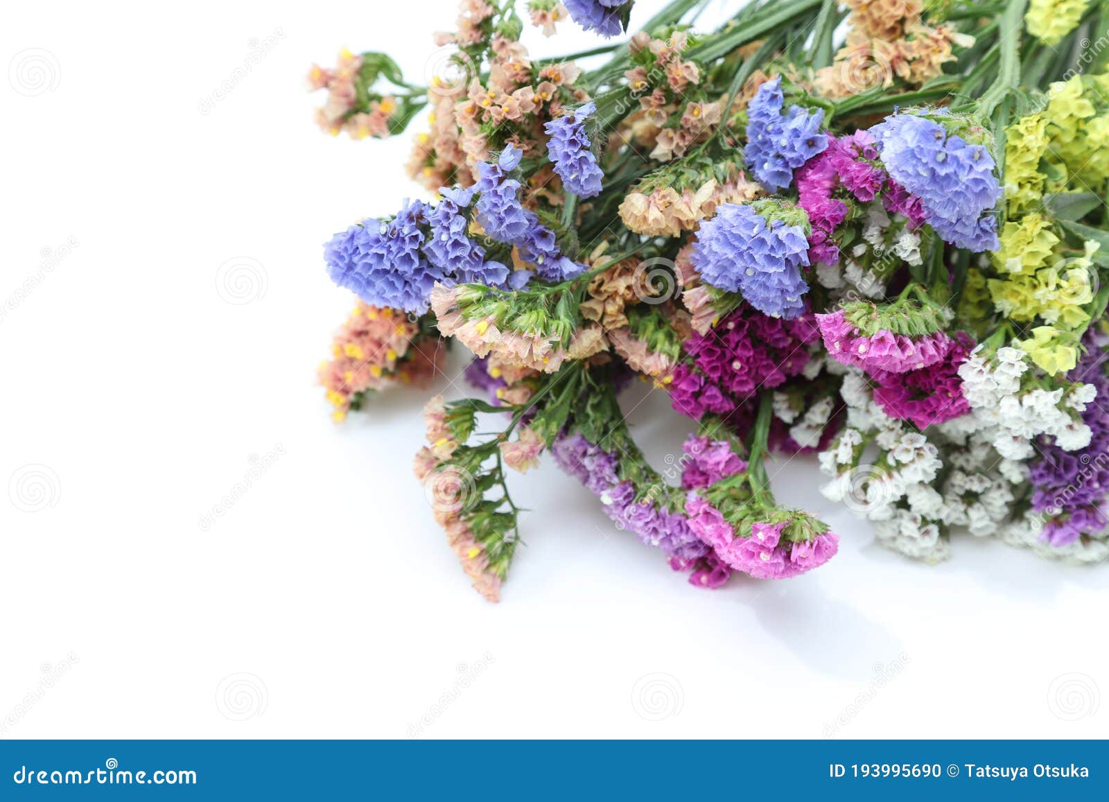 Bouquet of Statice in a White Background Stock Photo - Image of ...