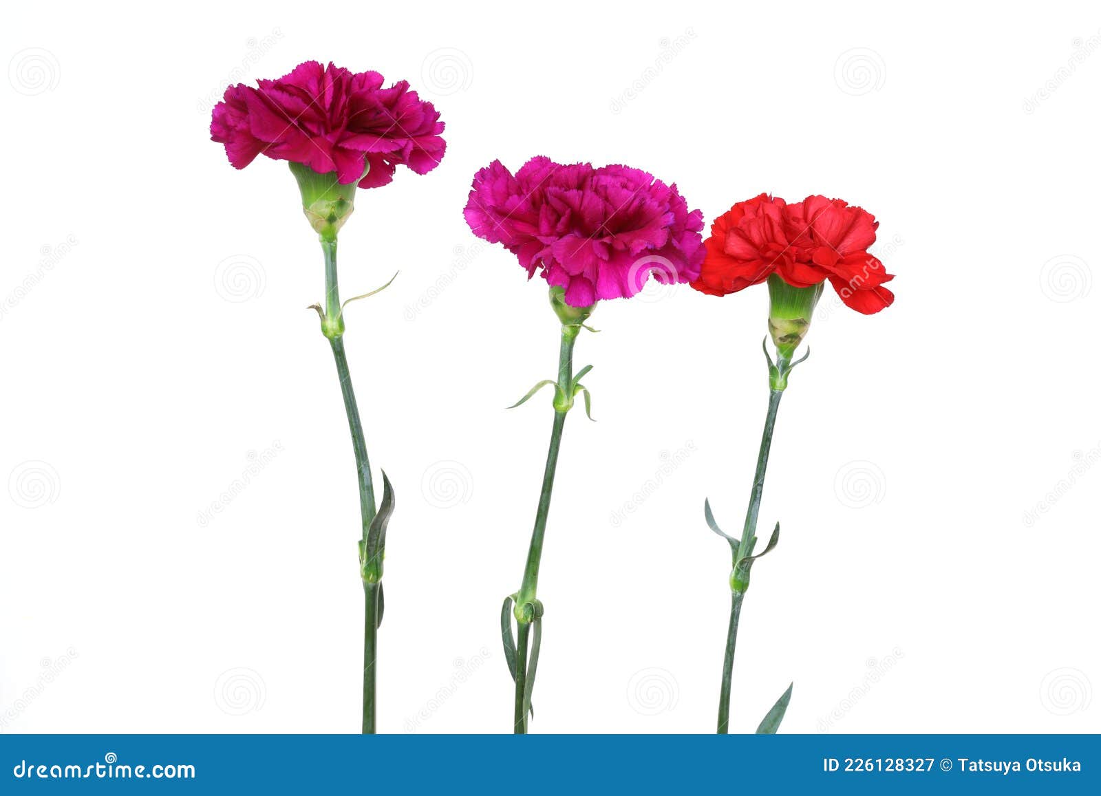 Carnations in a White Background Stock Image - Image of flower, vivid ...