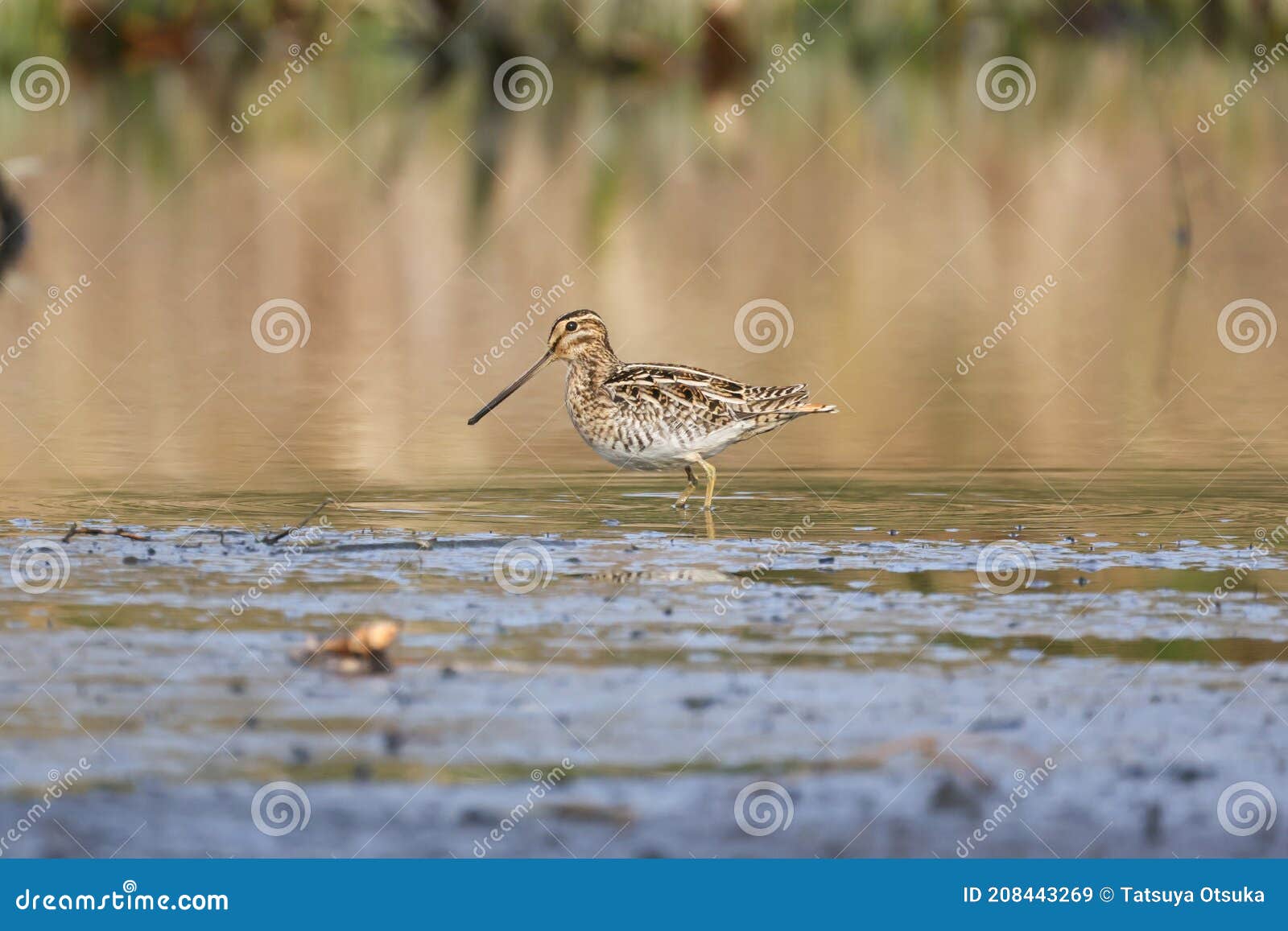 Common snipe in the river stock image. Image of snipe - 208443269