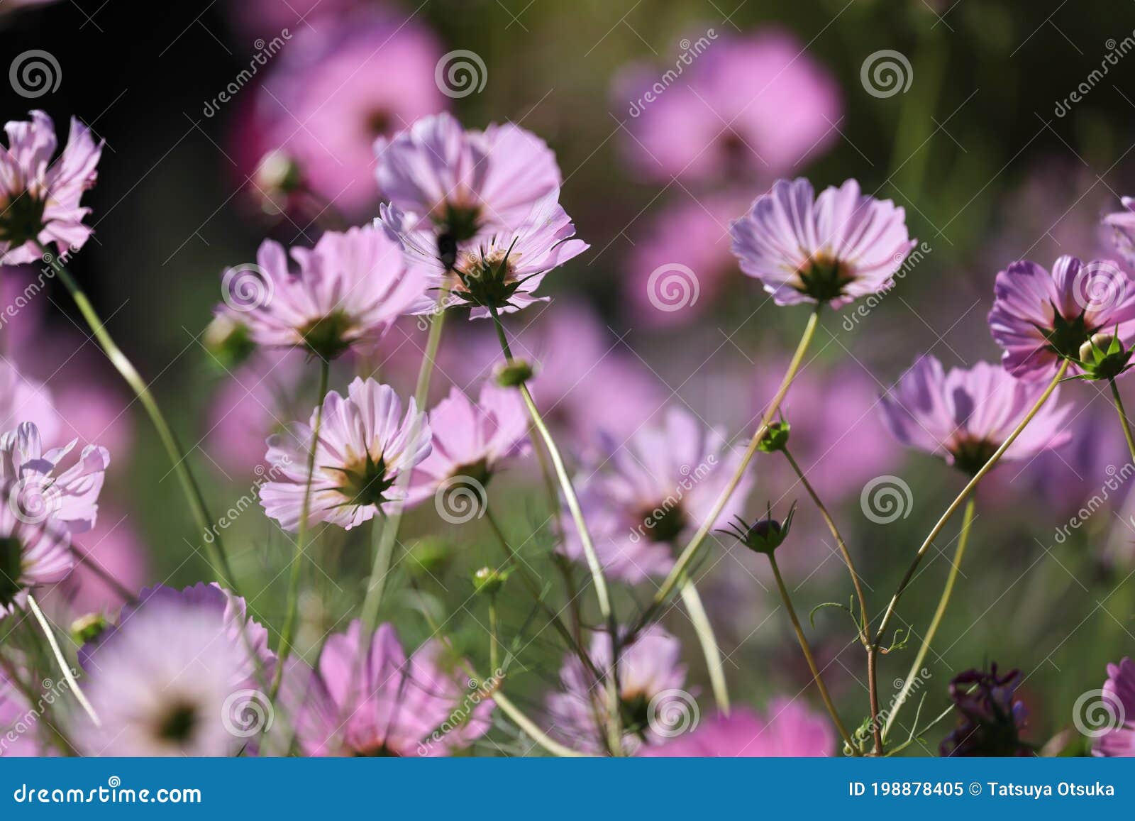 Cosmos Shoot in the Back Light Stock Image - Image of blossom, pink ...